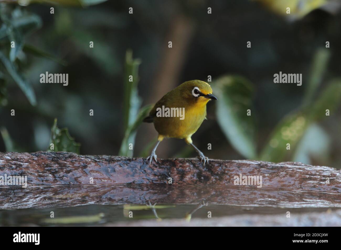 Cape White Eye contemplating a bath Stock Photo - Alamy