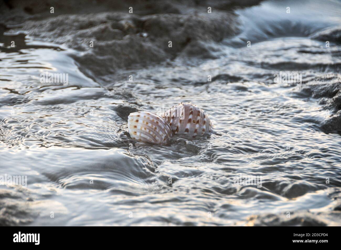 Shells on the beach with a puddle of sea water Stock Photo - Alamy