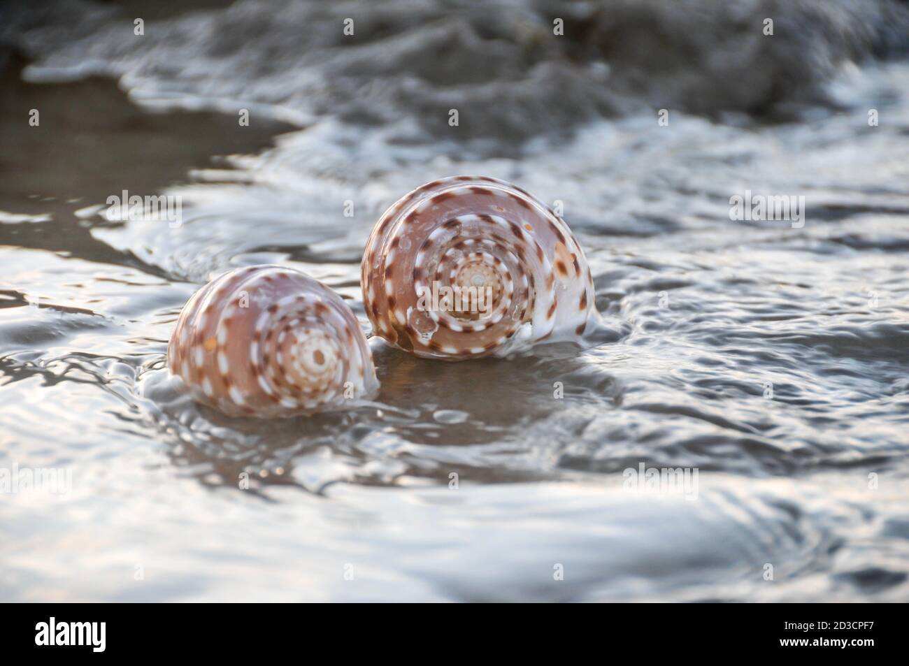Shells on the beach with a puddle of sea water Stock Photo - Alamy