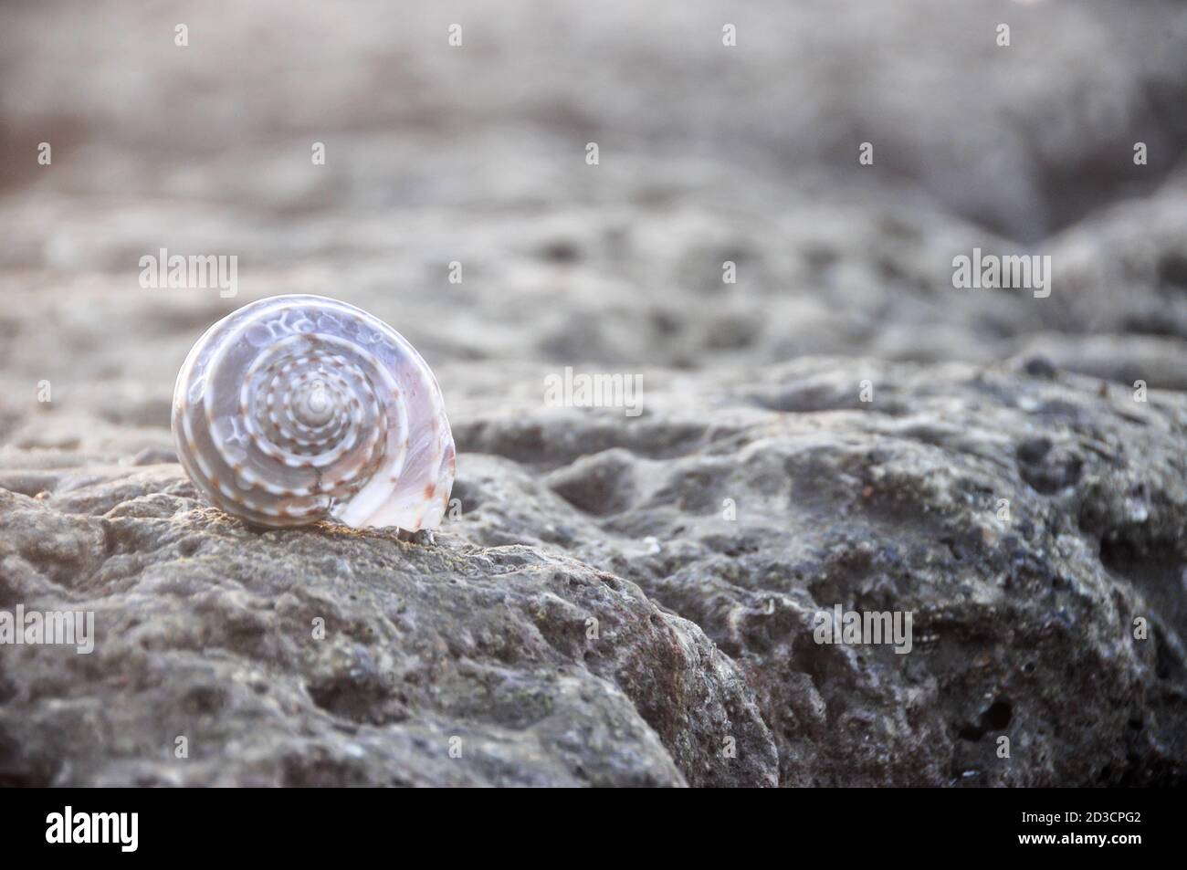 Shells on the beach with a puddle of sea water Stock Photo - Alamy