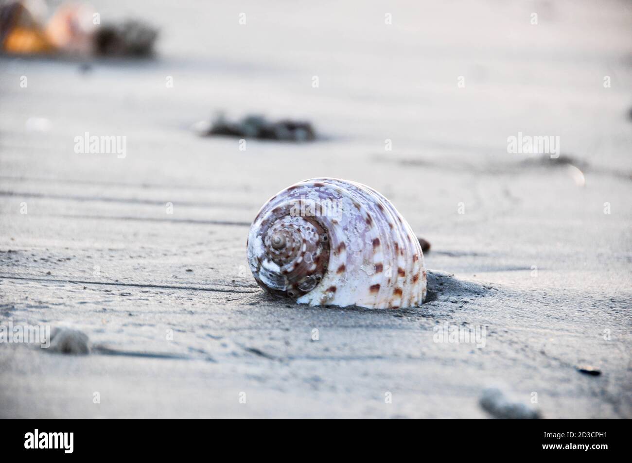 Shells on the beach with a puddle of sea water Stock Photo - Alamy