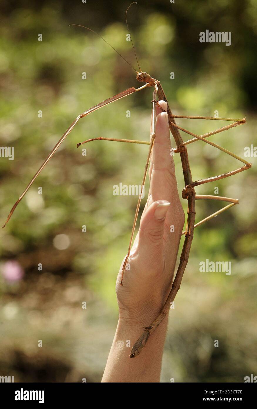 Malaysian giant stick insect hi-res stock photography and images - Alamy