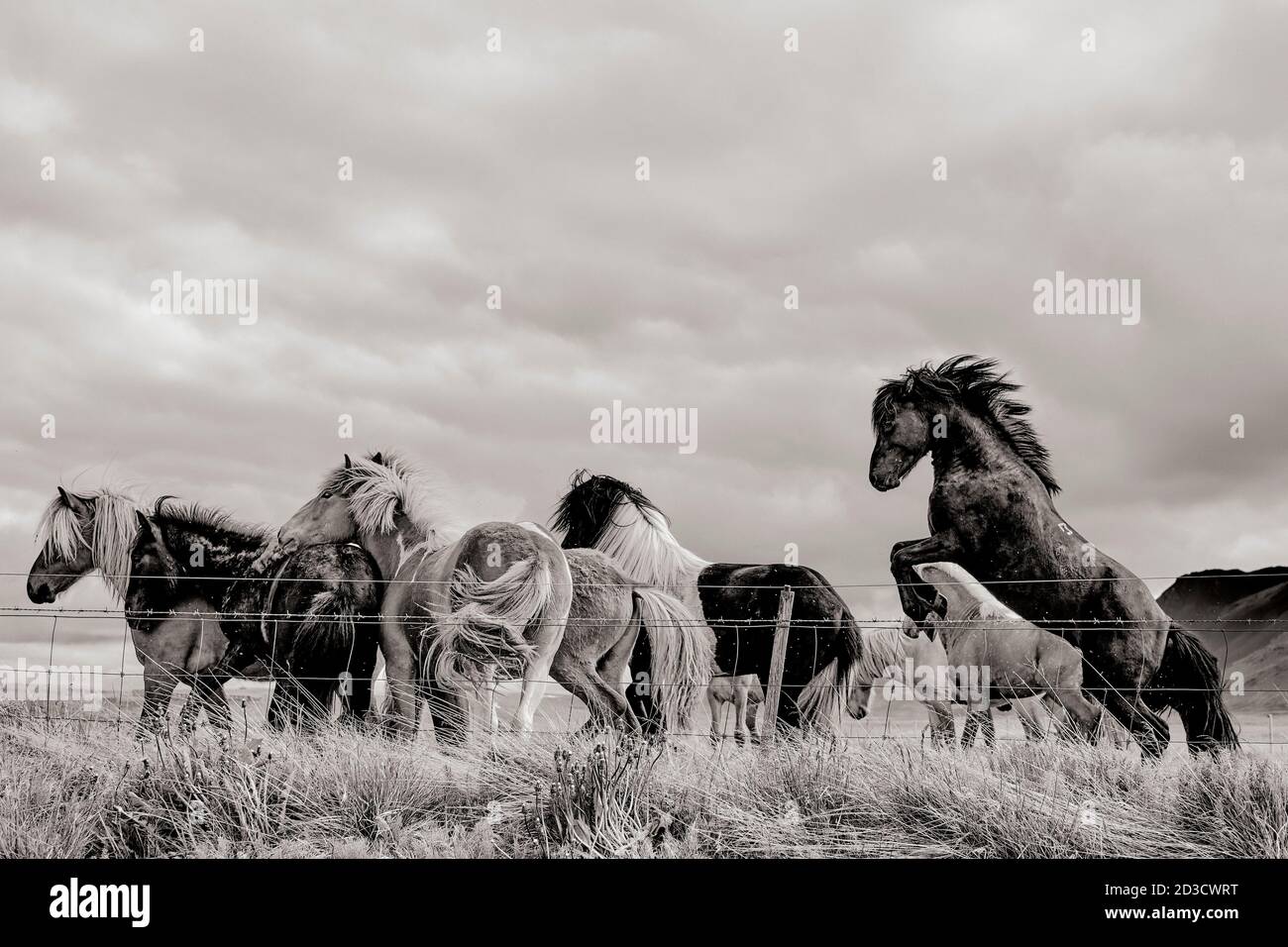 Rearing up black horse hi-res stock photography and images - Alamy