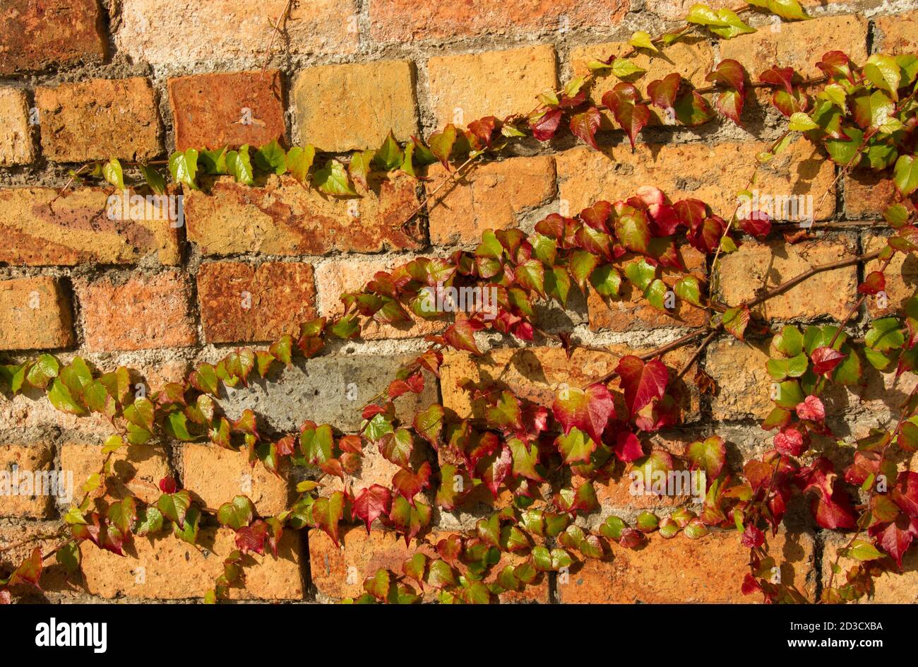 Tendrils of Virginia Creeper spread aggressively along masonry using ...