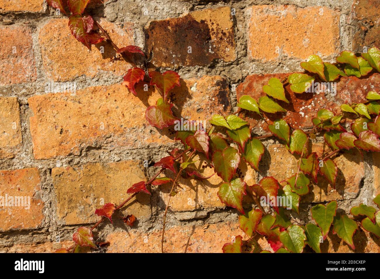 Tendrils of Virginia Creeper spread aggressively along masonry using ...