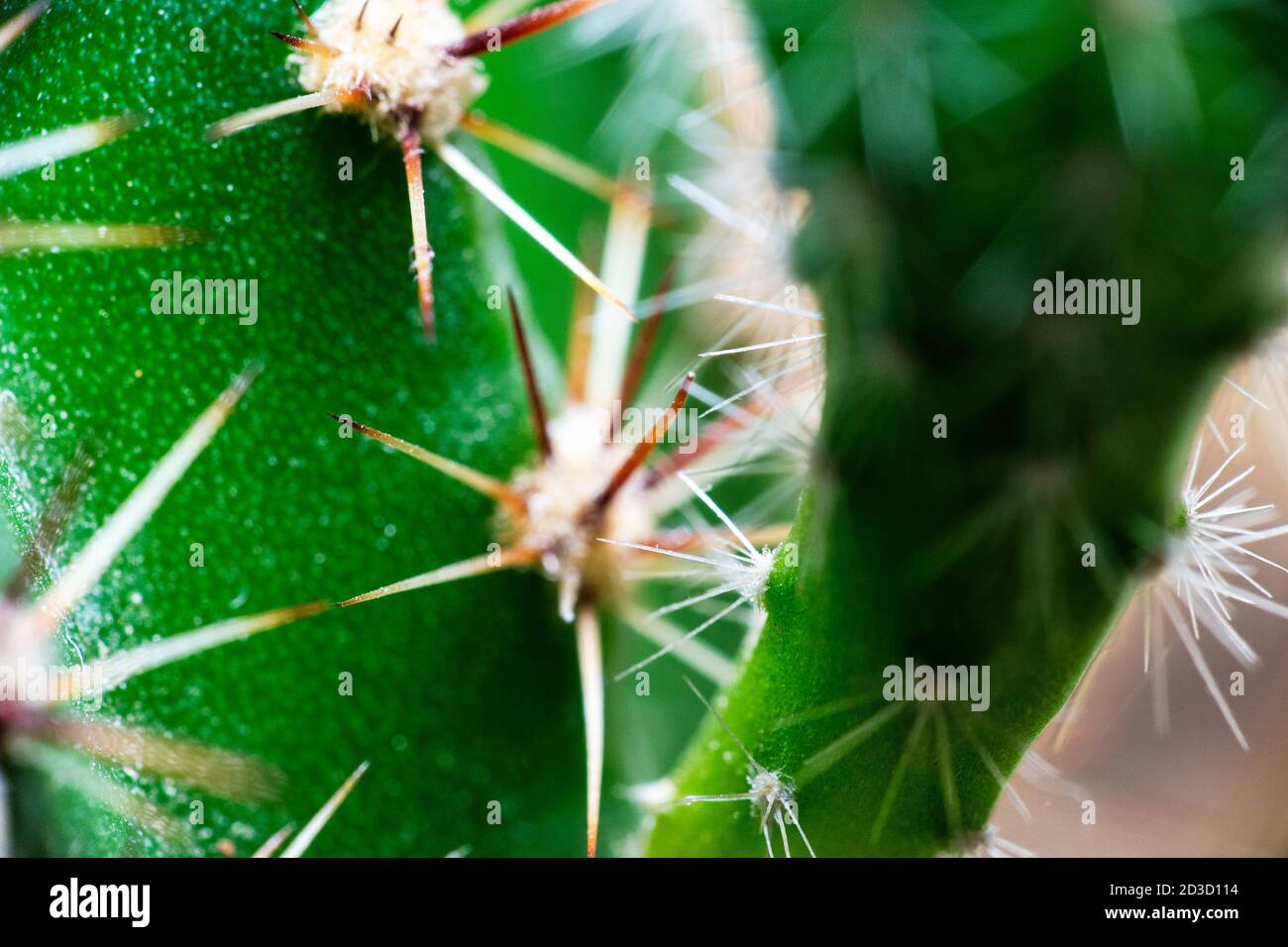 sharp green cactus needles close-up for backdrop backdrop Stock Photo ...
