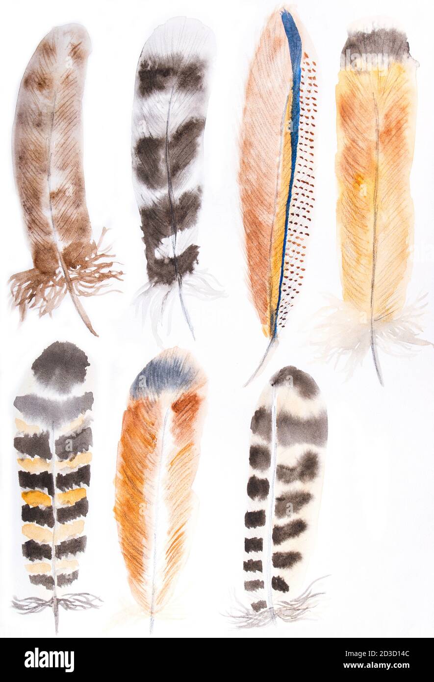 Hand drawn watercolor feather set. isolated on white. Design for ...