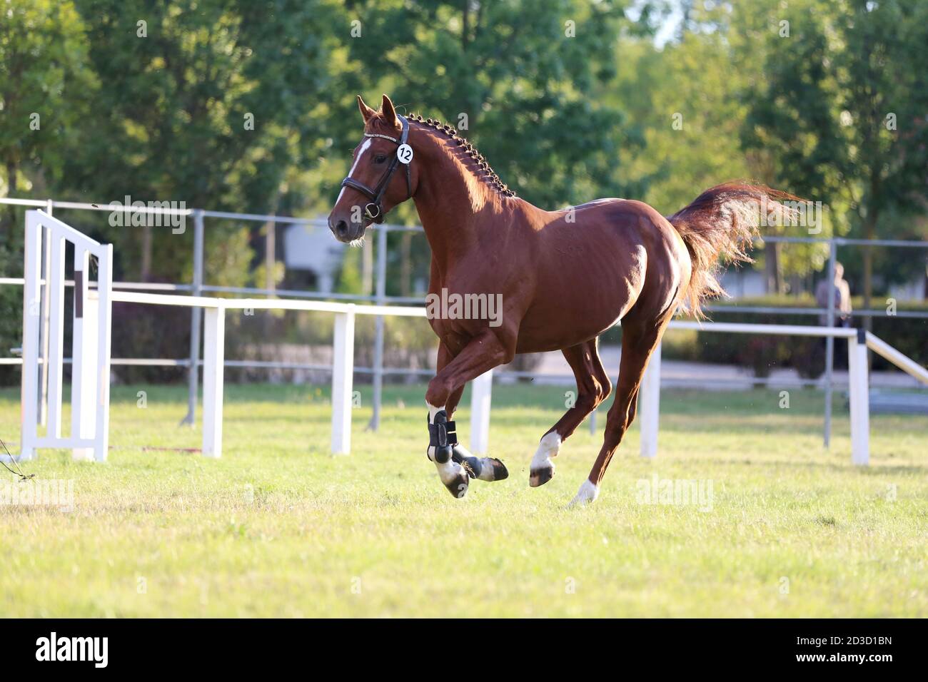 Rare breed young purebred hi-res stock photography and images - Alamy