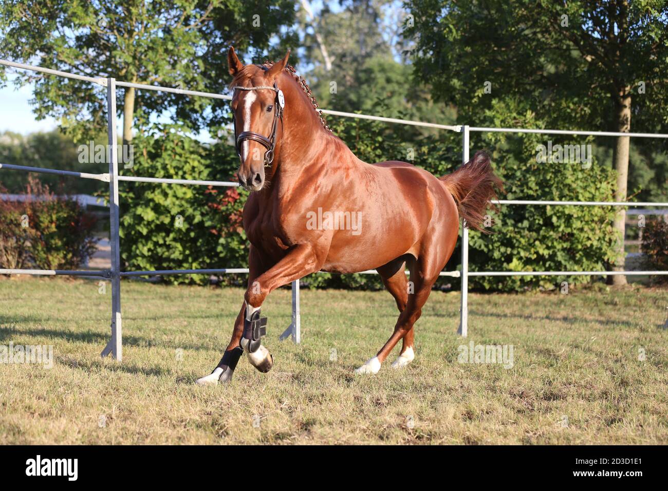 Metal corral fence hi-res stock photography and images - Alamy