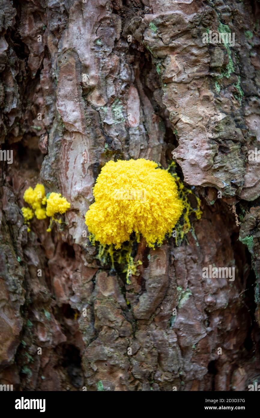 Vivid yellow dog vomit slime mould, forest, Fuligo septica, or flowers ...