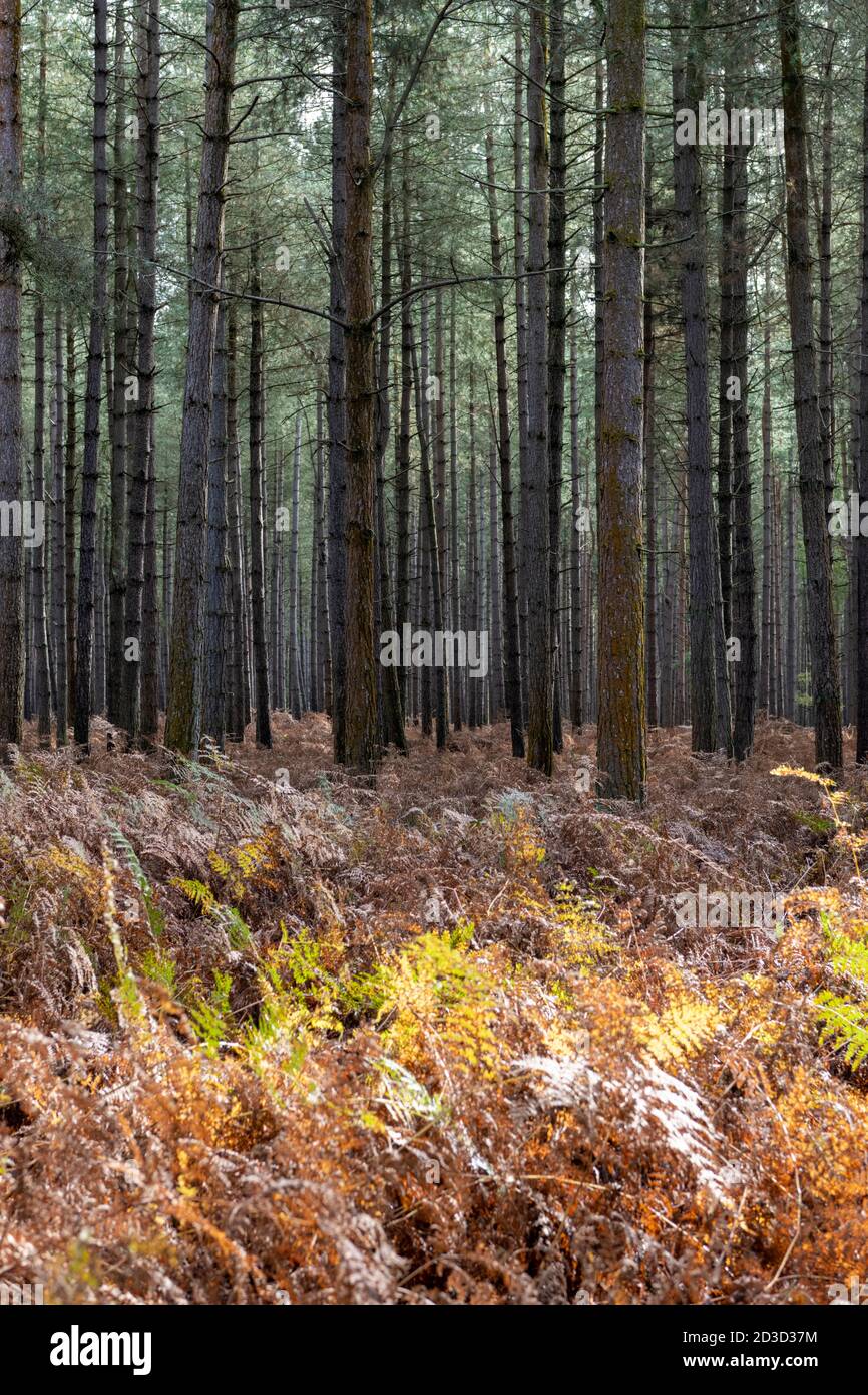 Fir and pine trees in Thetford Forest Norfolk UK in early autumn Stock ...