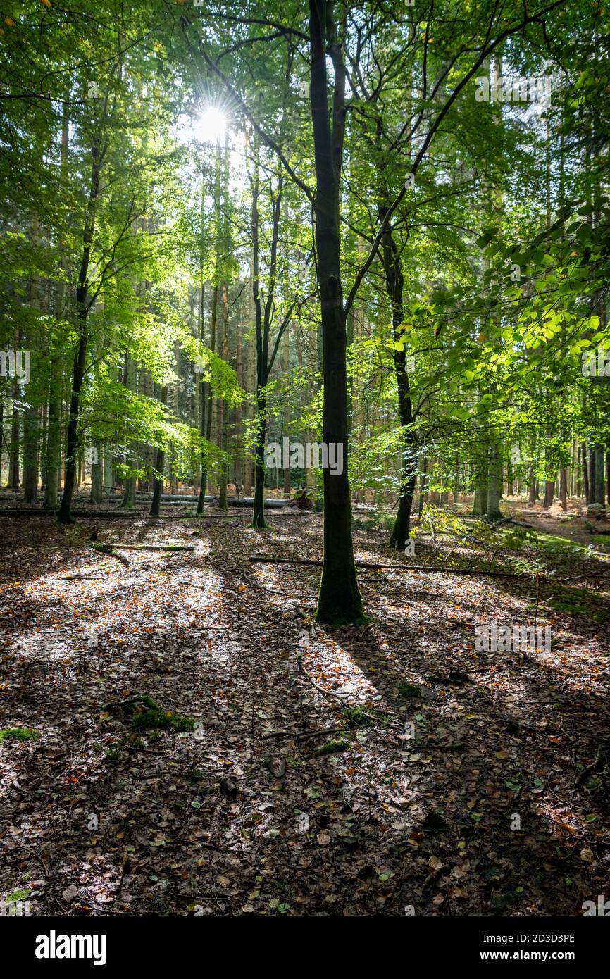 Deciduous trees in woods hi-res stock photography and images - Alamy