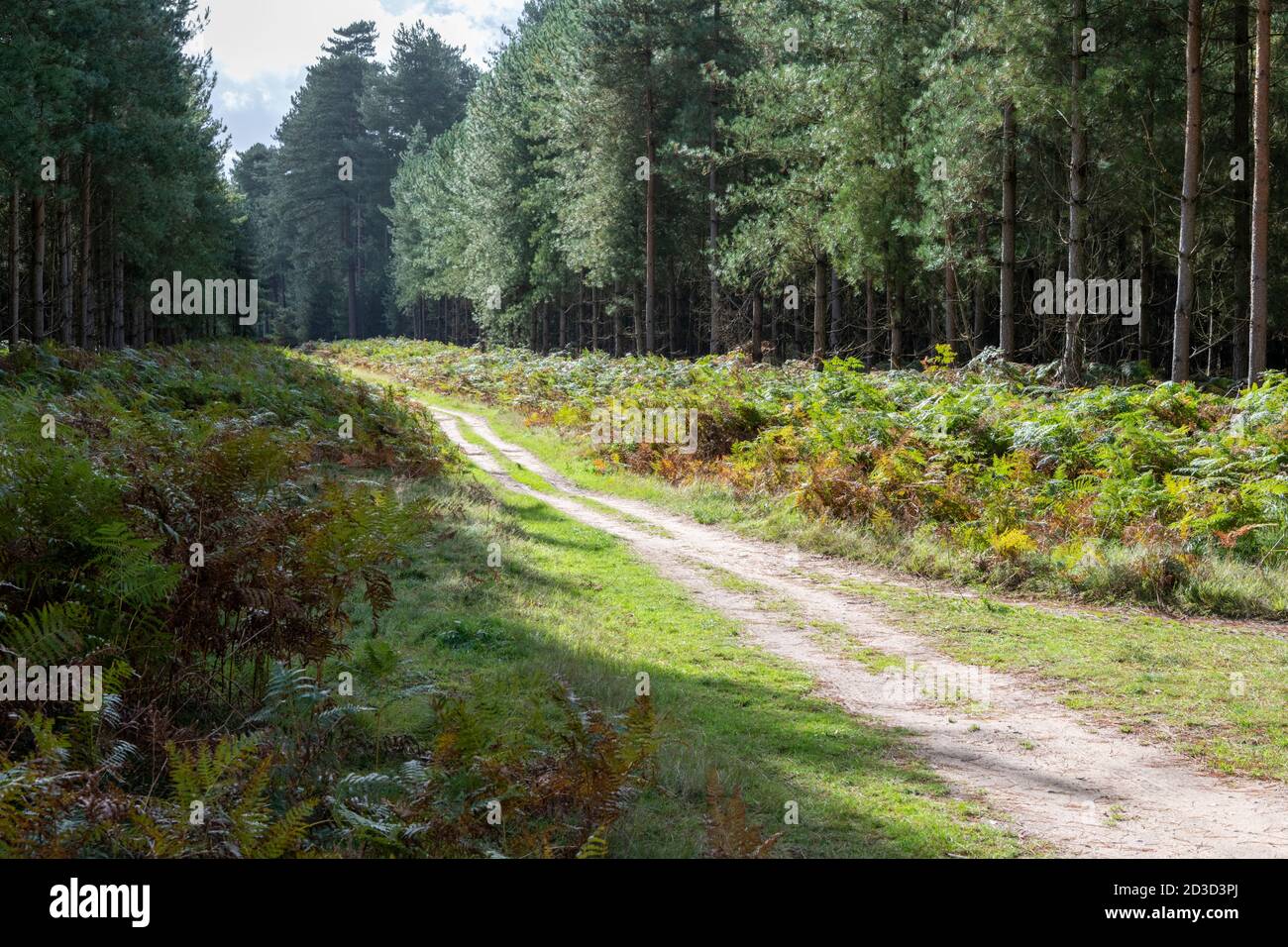 A track or pathway in Thetford Forest Norfolk UK Stock Photo - Alamy