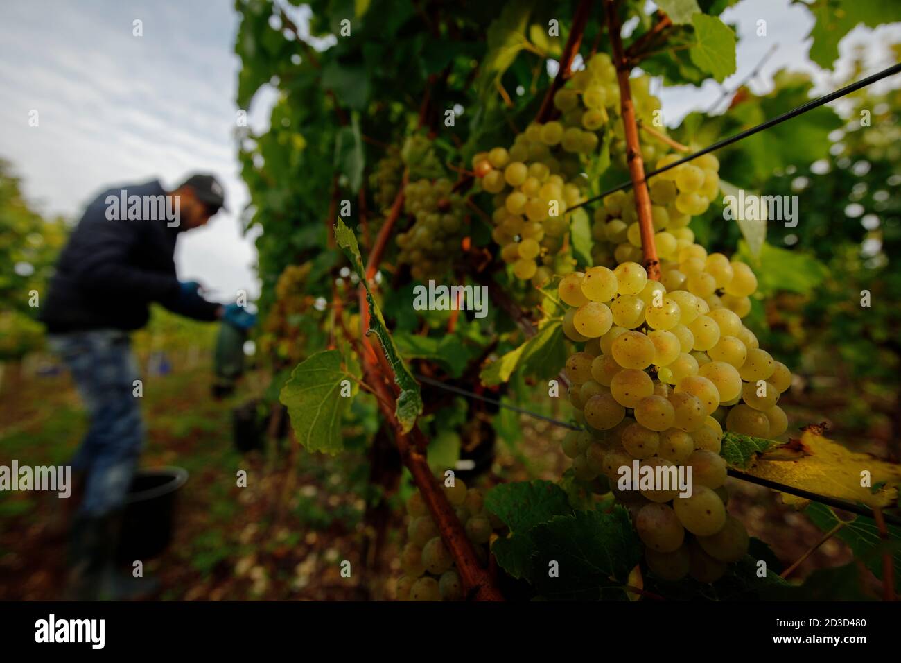 Grape harvest hi-res stock photography and images - Alamy