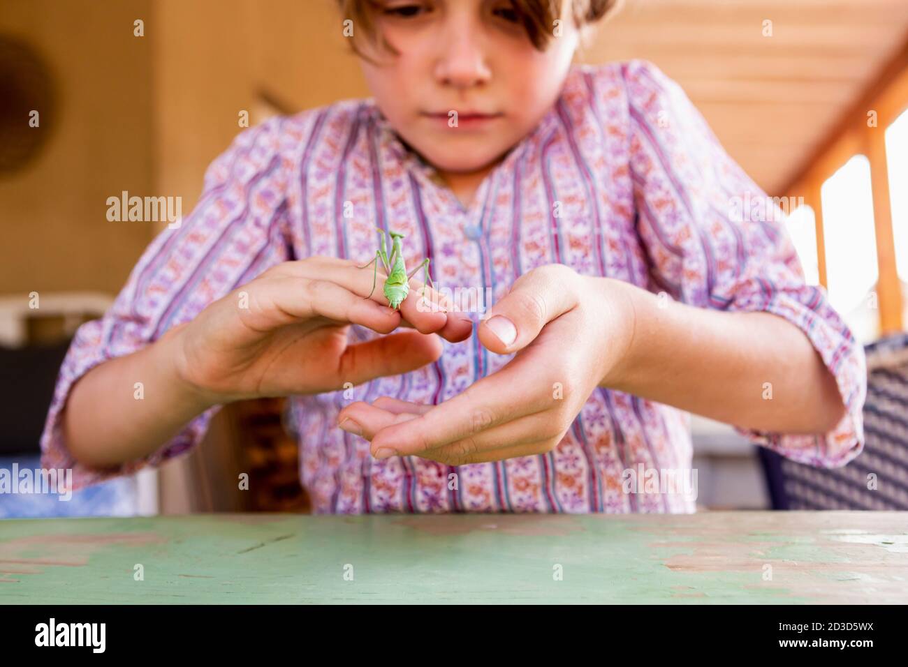 7 year old boy holding a praying mantis Stock Photo - Alamy