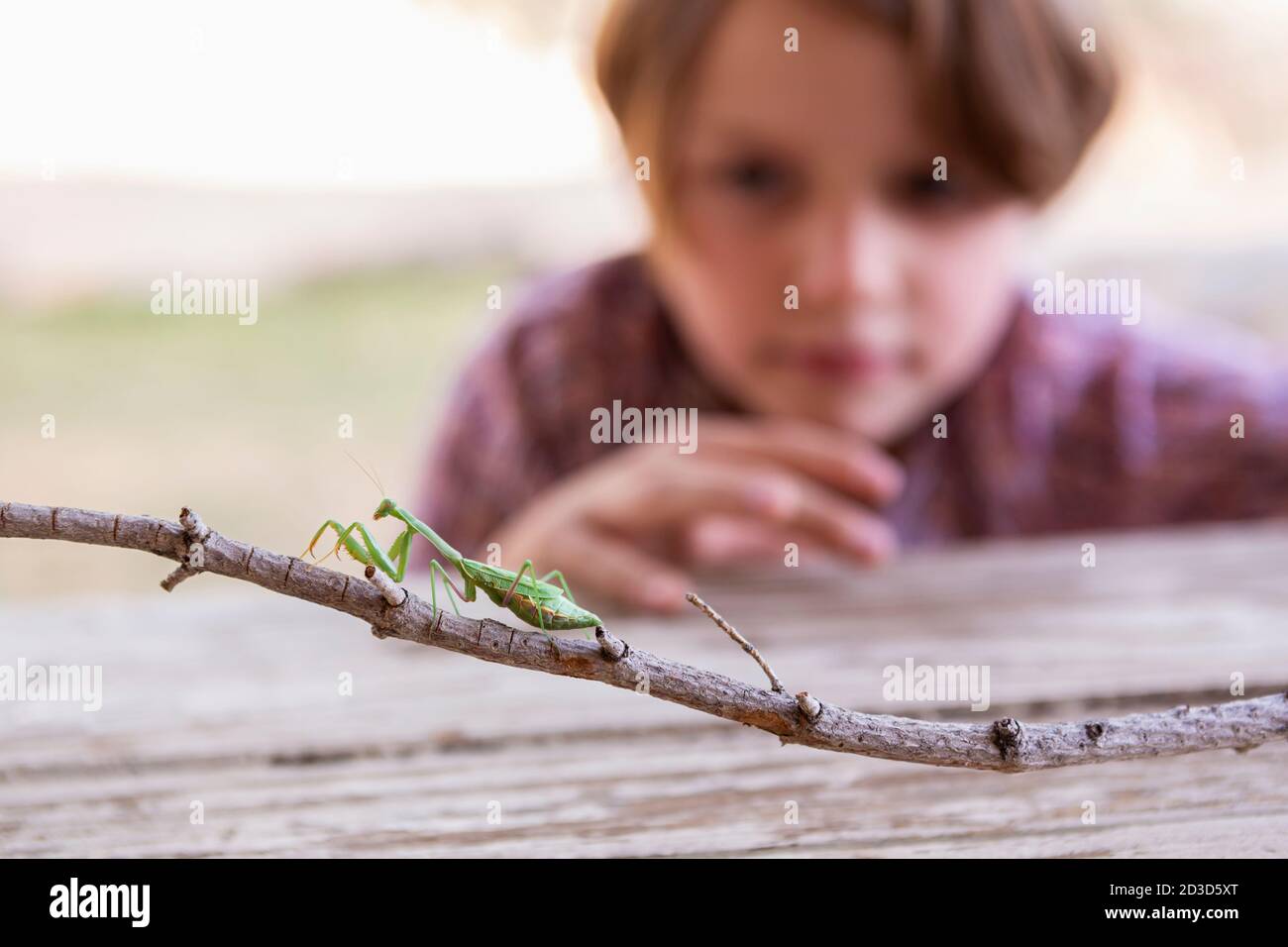 7 year old boy looking at a praying mantis Stock Photo - Alamy