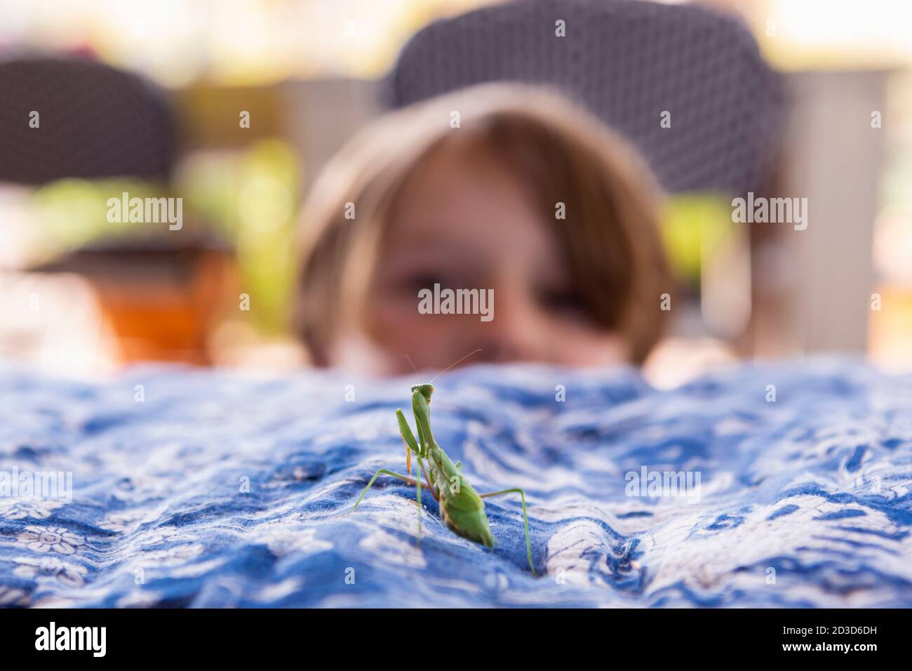 7 year old boy looking at a praying mantis Stock Photo - Alamy