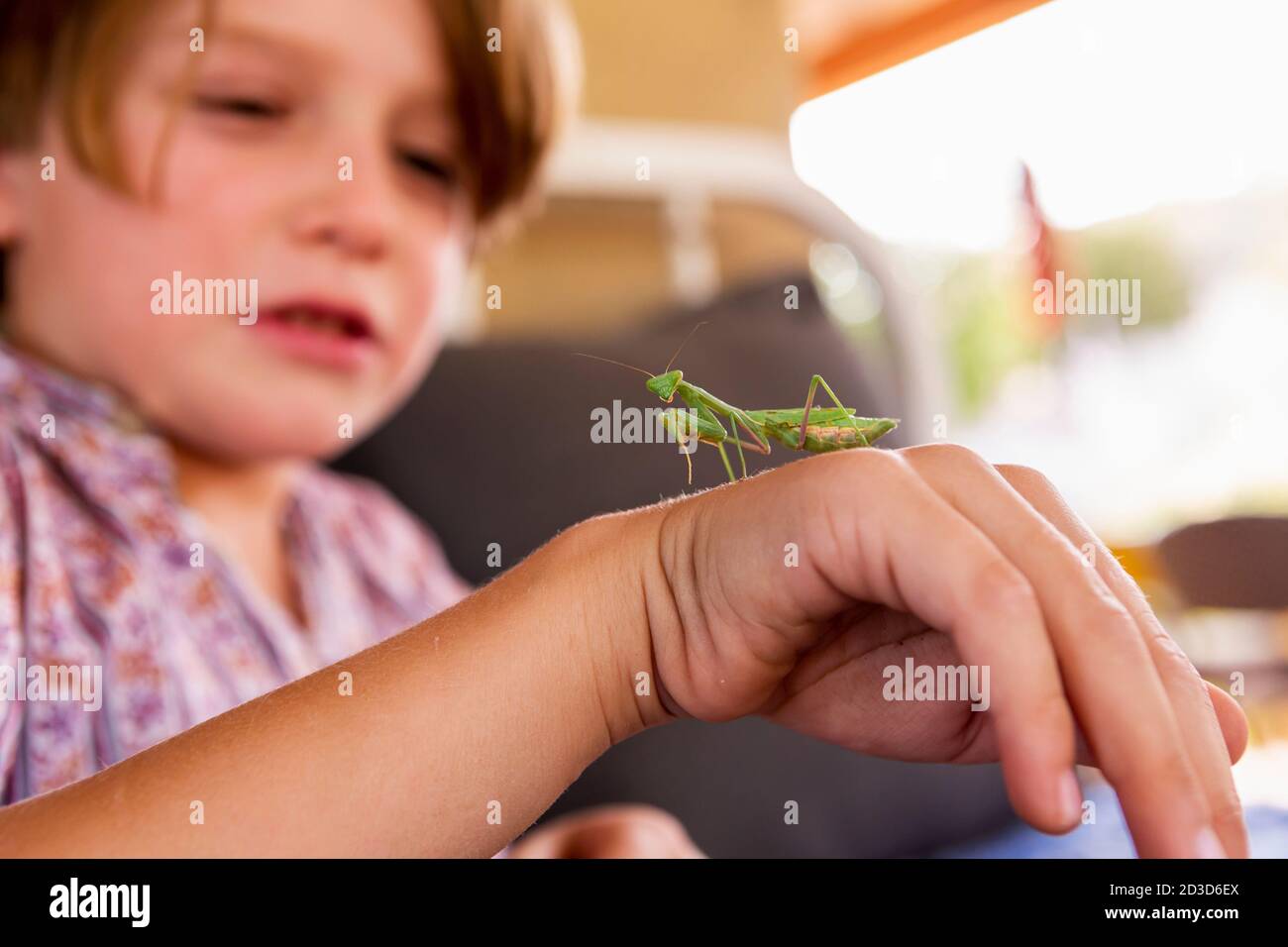 7 year old boy holding a praying mantis Stock Photo - Alamy
