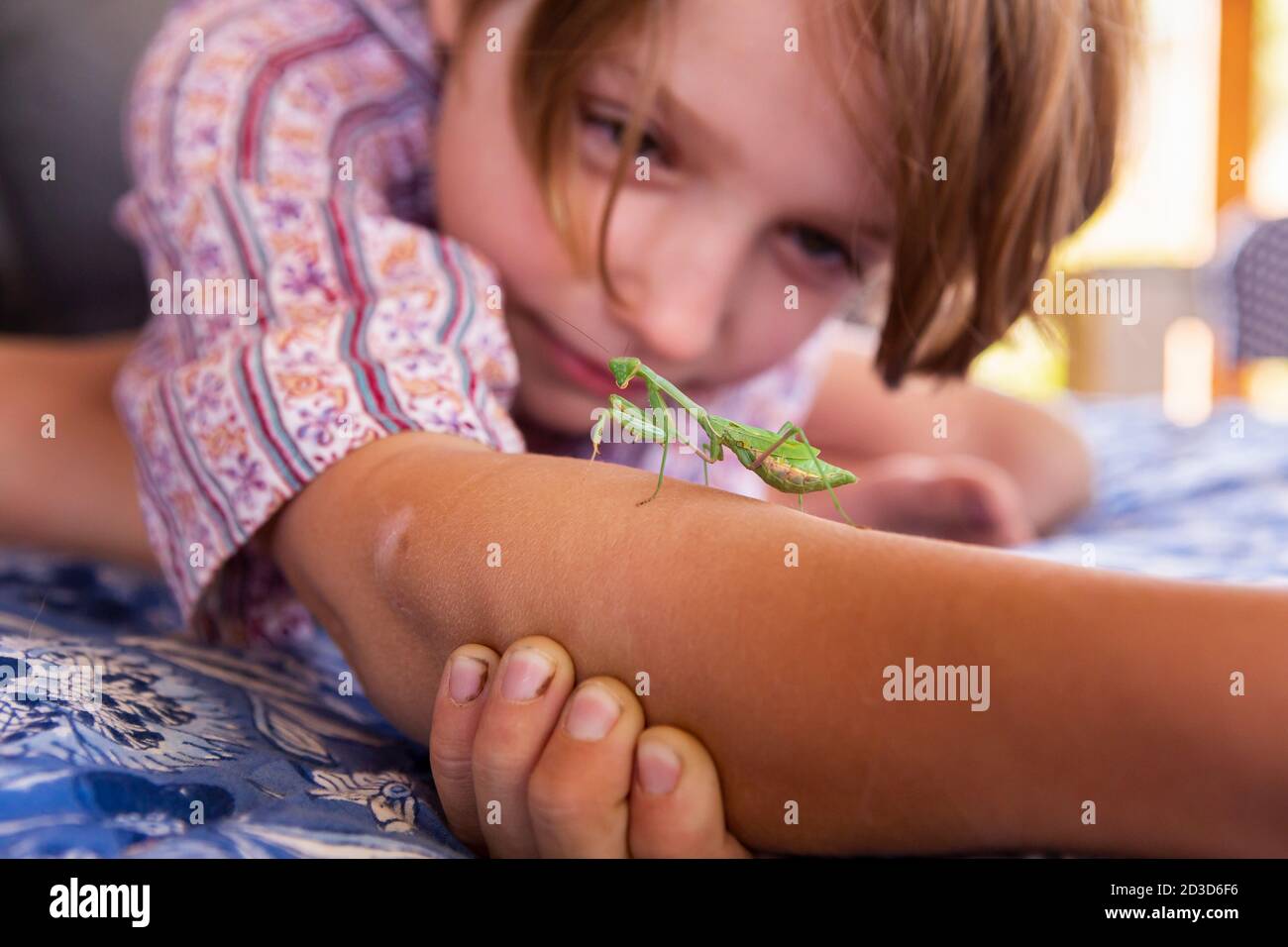 Child holding mantis hi-res stock photography and images - Alamy