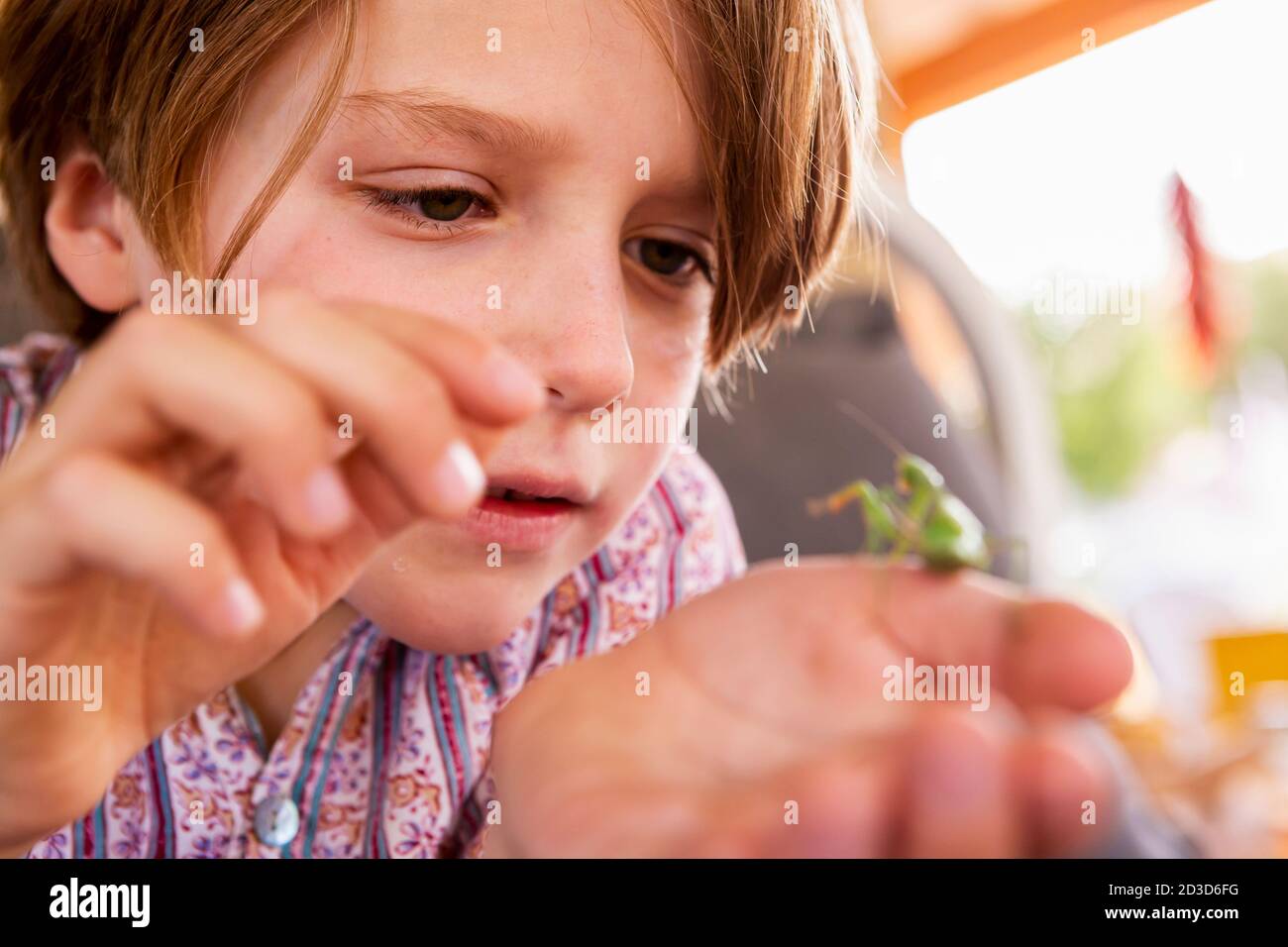 7 year old boy holding a praying mantis Stock Photo - Alamy