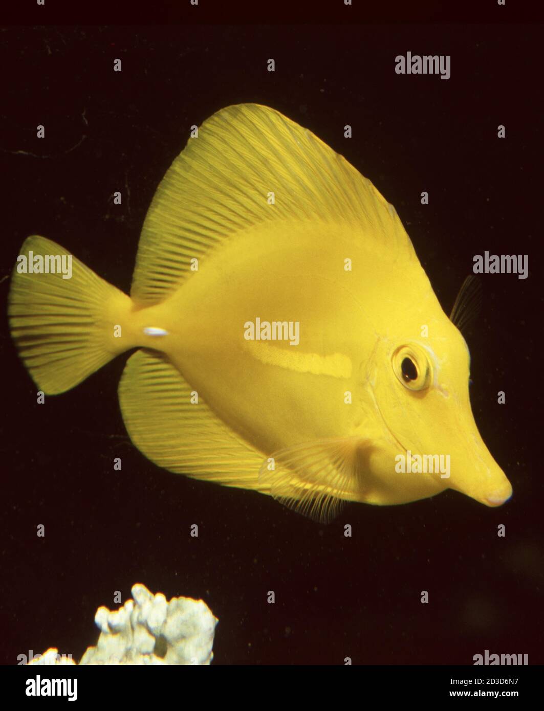Yellow tang zebrasoma flavescens hi-res stock photography and images ...