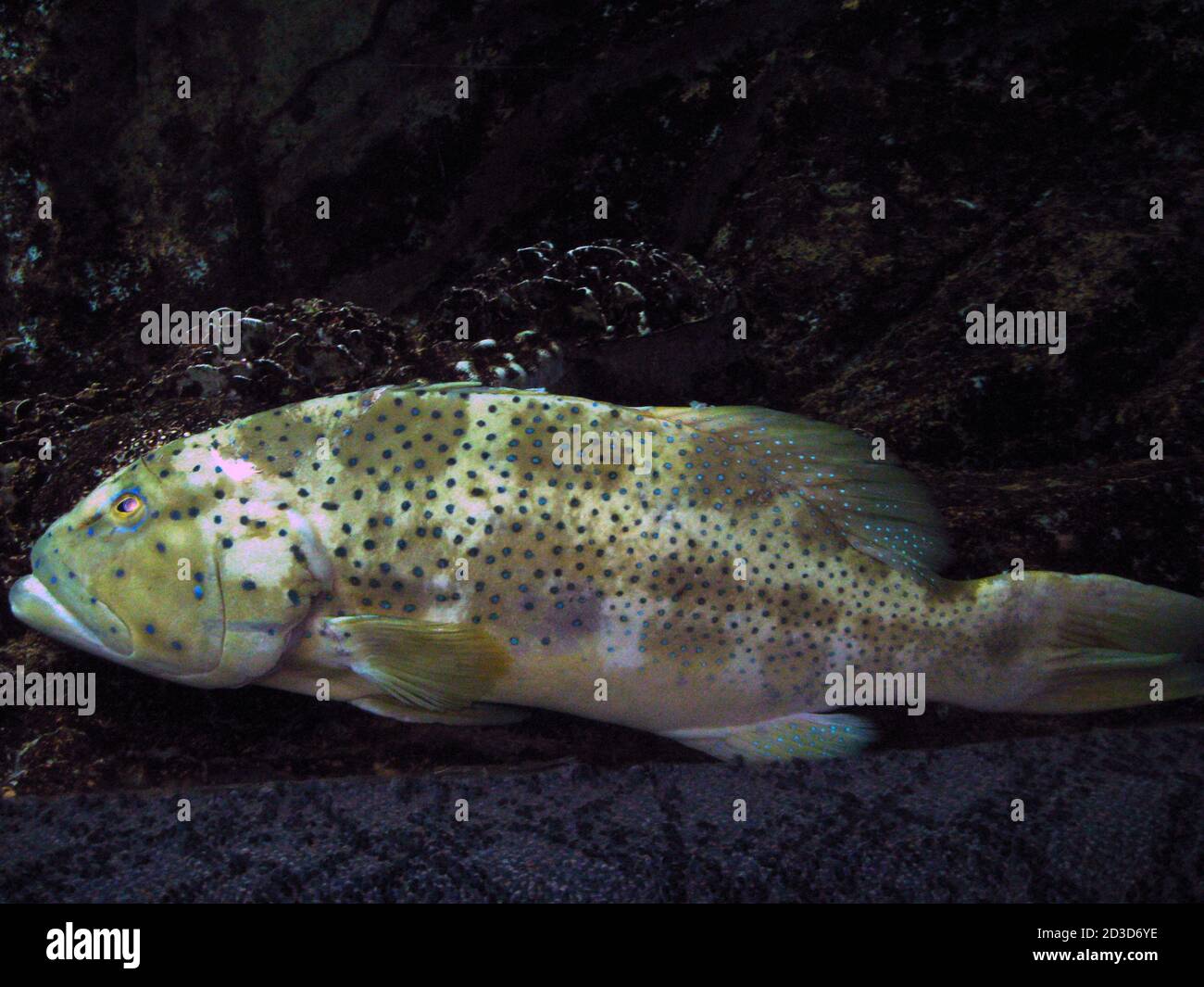 Grouper family hi-res stock photography and images - Alamy