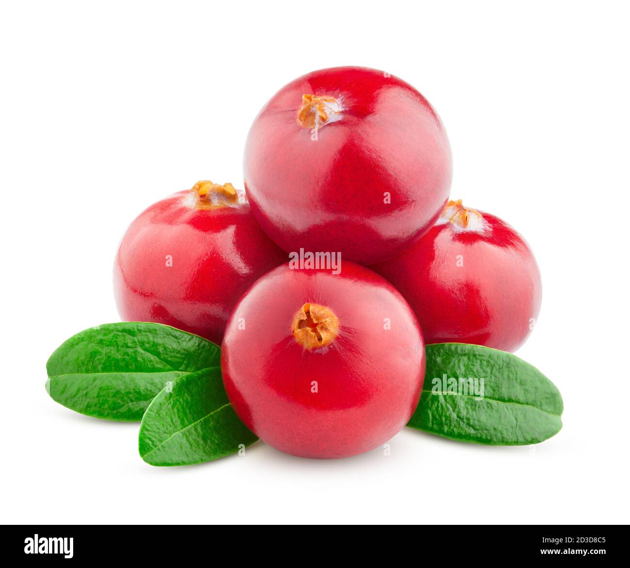 cranberry isolated on white background, clipping path, full depth of ...