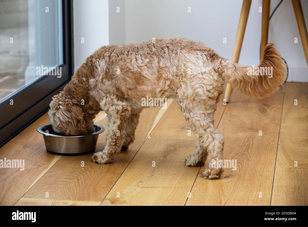 Young Cavapoo with fawn coat standing indoors, eating from metal bowl Stock Photo - Alamy