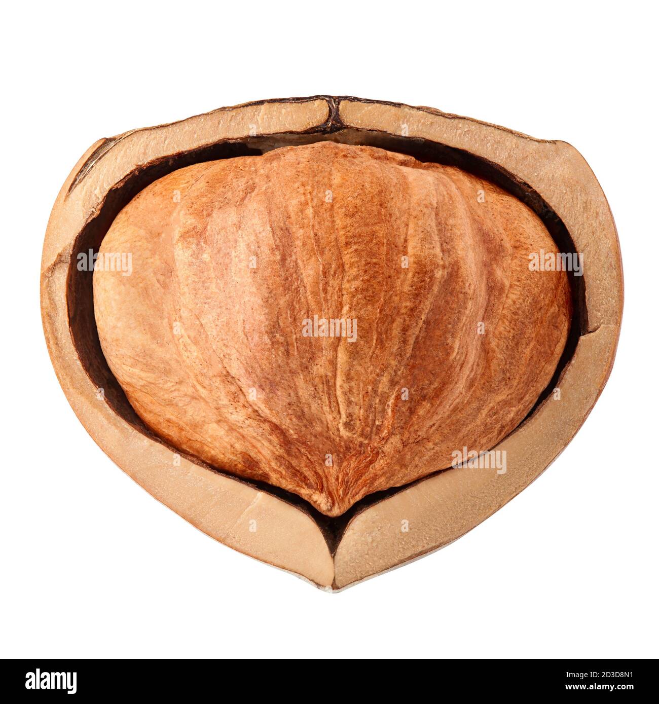 hazelnut half isolated on white background, clipping path, full depth ...