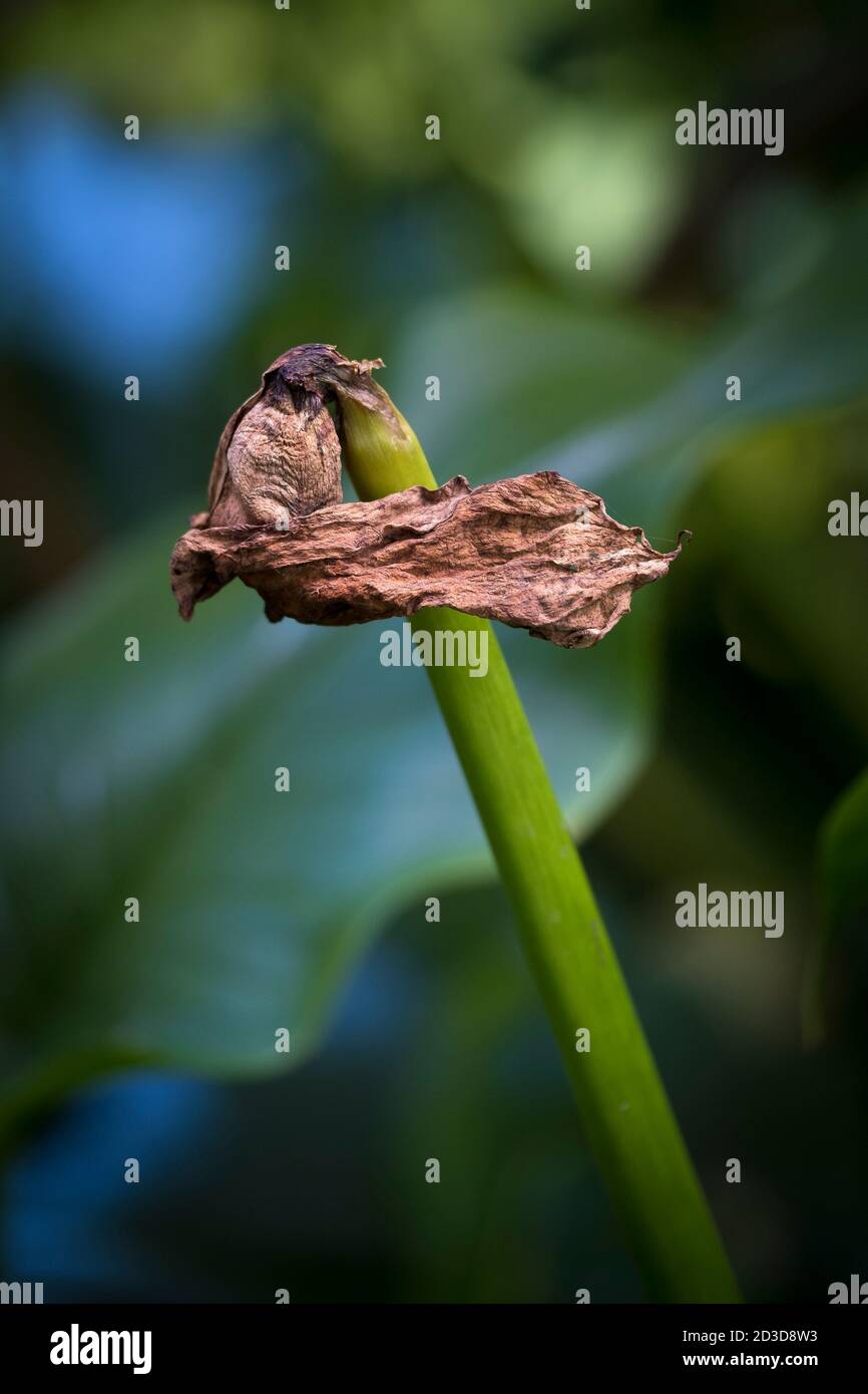 The dead dried out remains of an Arum Lily flower Stock Photo - Alamy