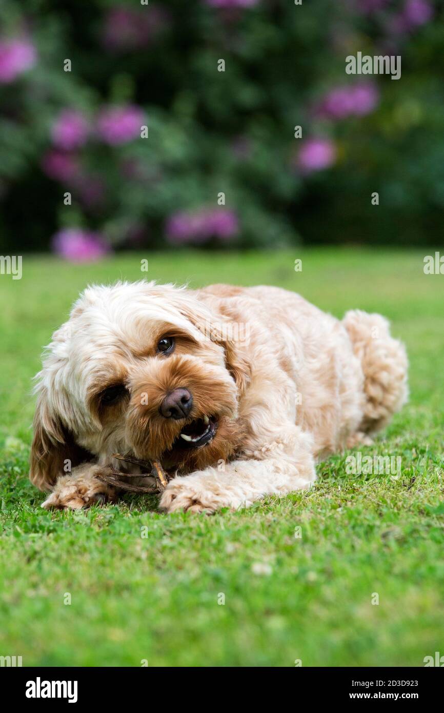Portrait of a fawn coated young Cavapoo lying on a lawn, chewing stick ...