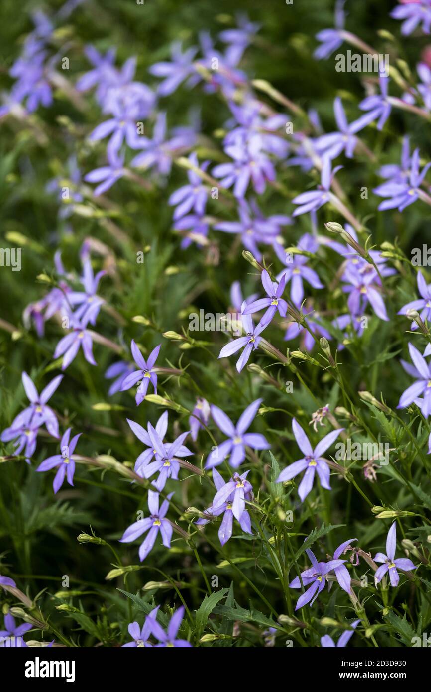 Blue star creeper hi-res stock photography and images - Alamy