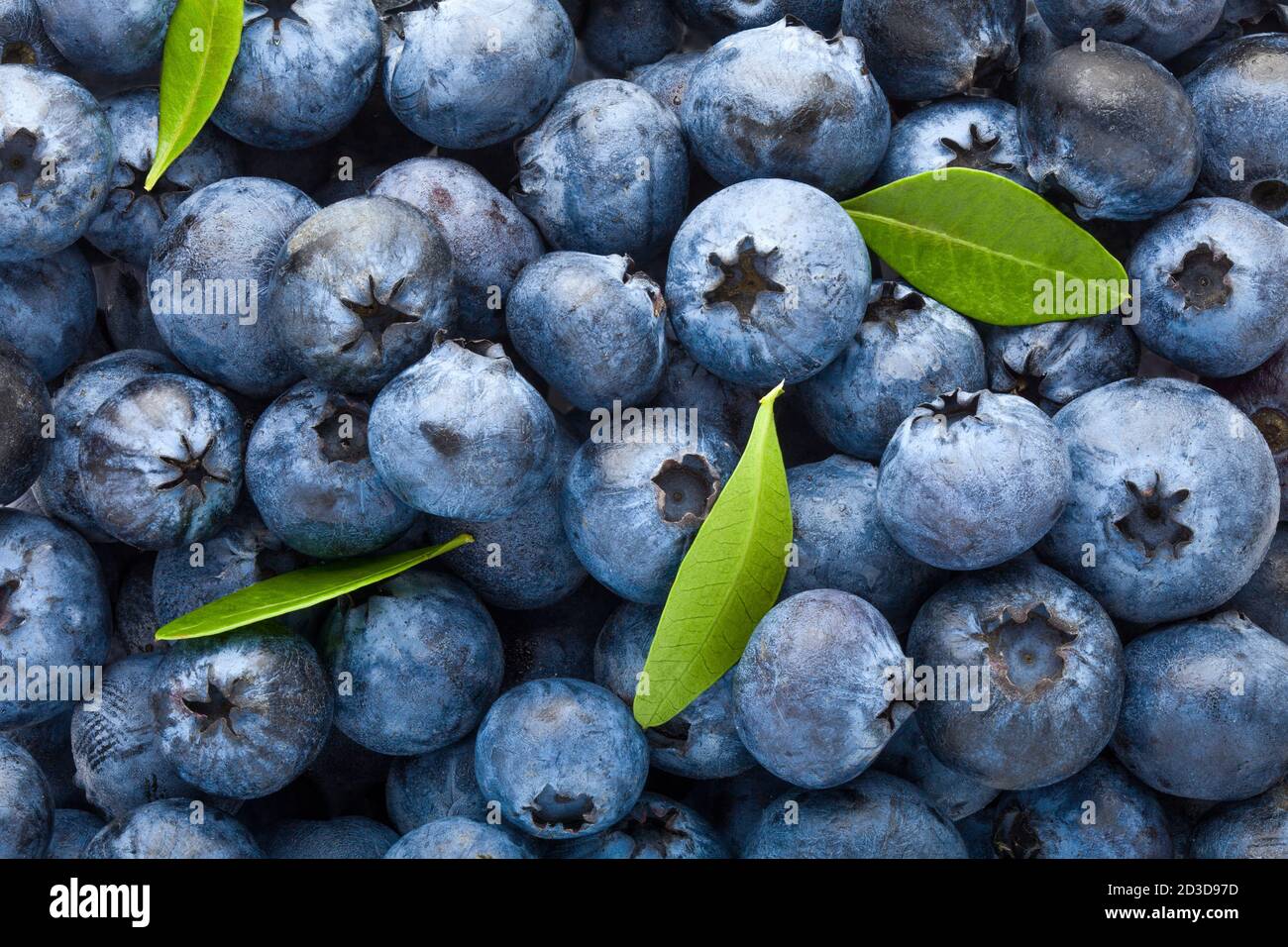 blueberry, clipping path, isolated on white background, full depth of ...