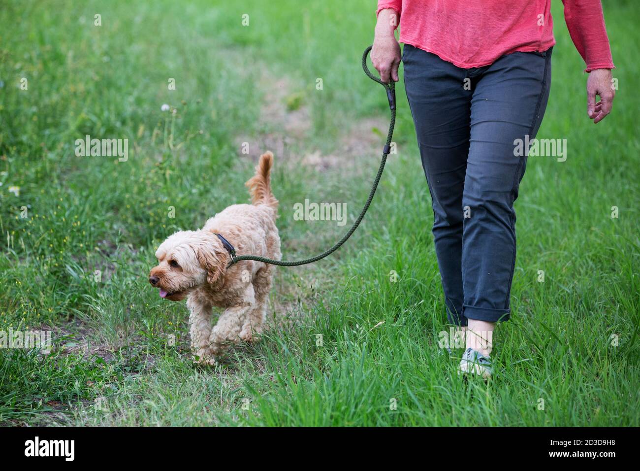 Woman walking in meadow with fawn coated young Cavapoo Stock Photo - Alamy