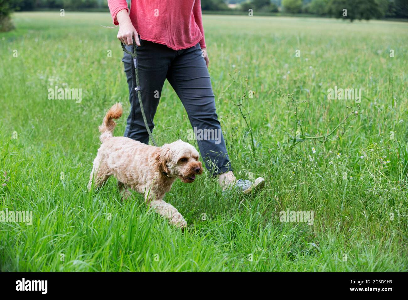 Woman walking in meadow with fawn coated young Cavapoo Stock Photo - Alamy