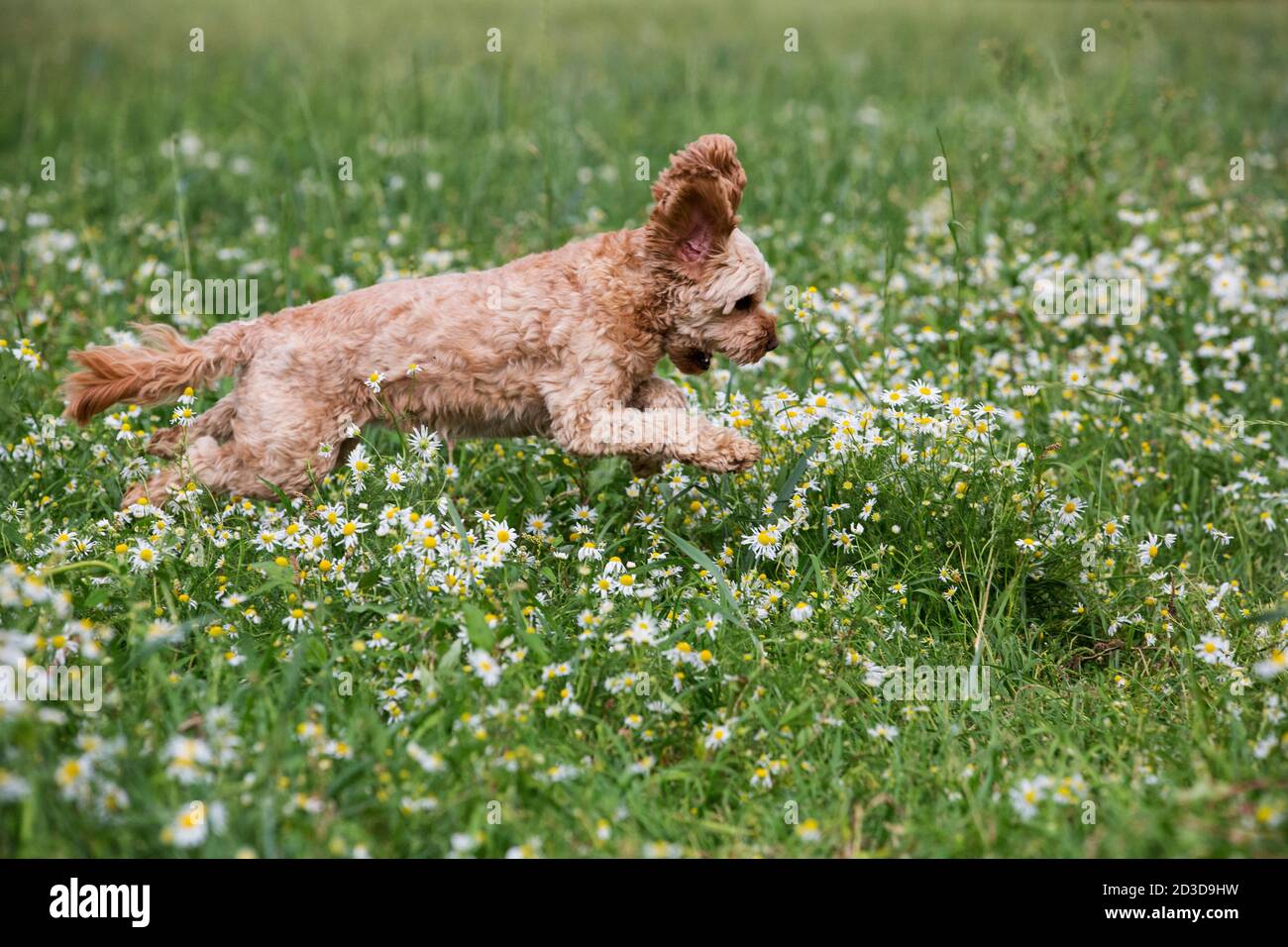 Fawn jumping in a hi-res stock photography and images - Alamy