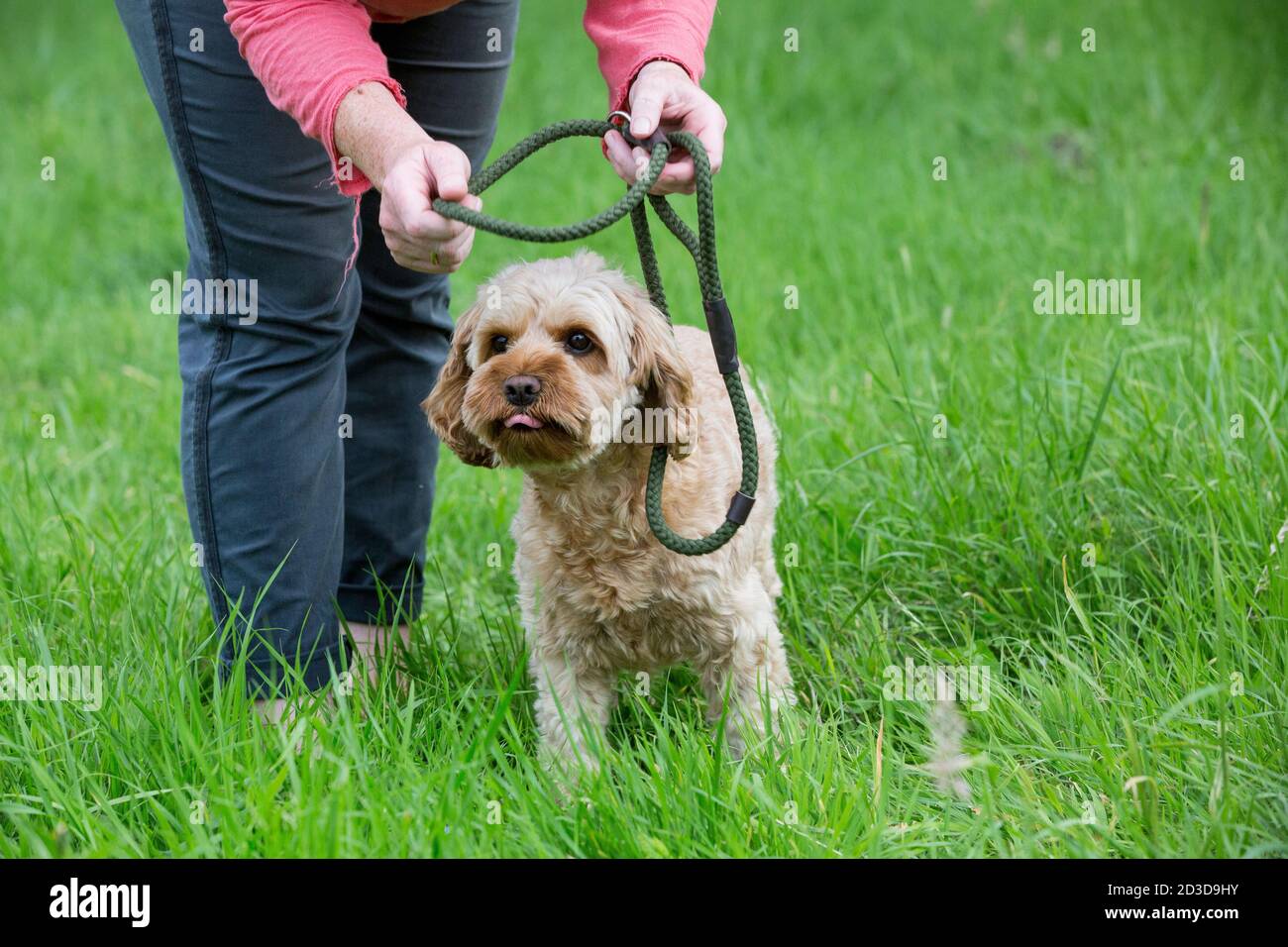 Woman walking in meadow with fawn coated young Cavapoo Stock Photo - Alamy