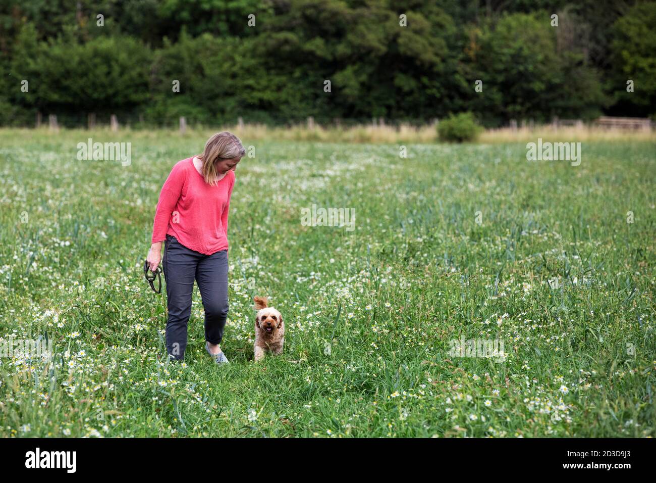 Woman walking in meadow with fawn coated young Cavapoo Stock Photo - Alamy
