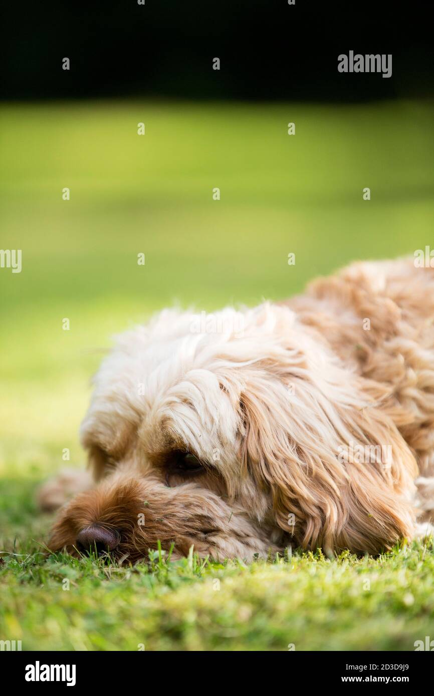 Portrait of a fawn coated young Cavapoo lying on a lawn Stock Photo - Alamy