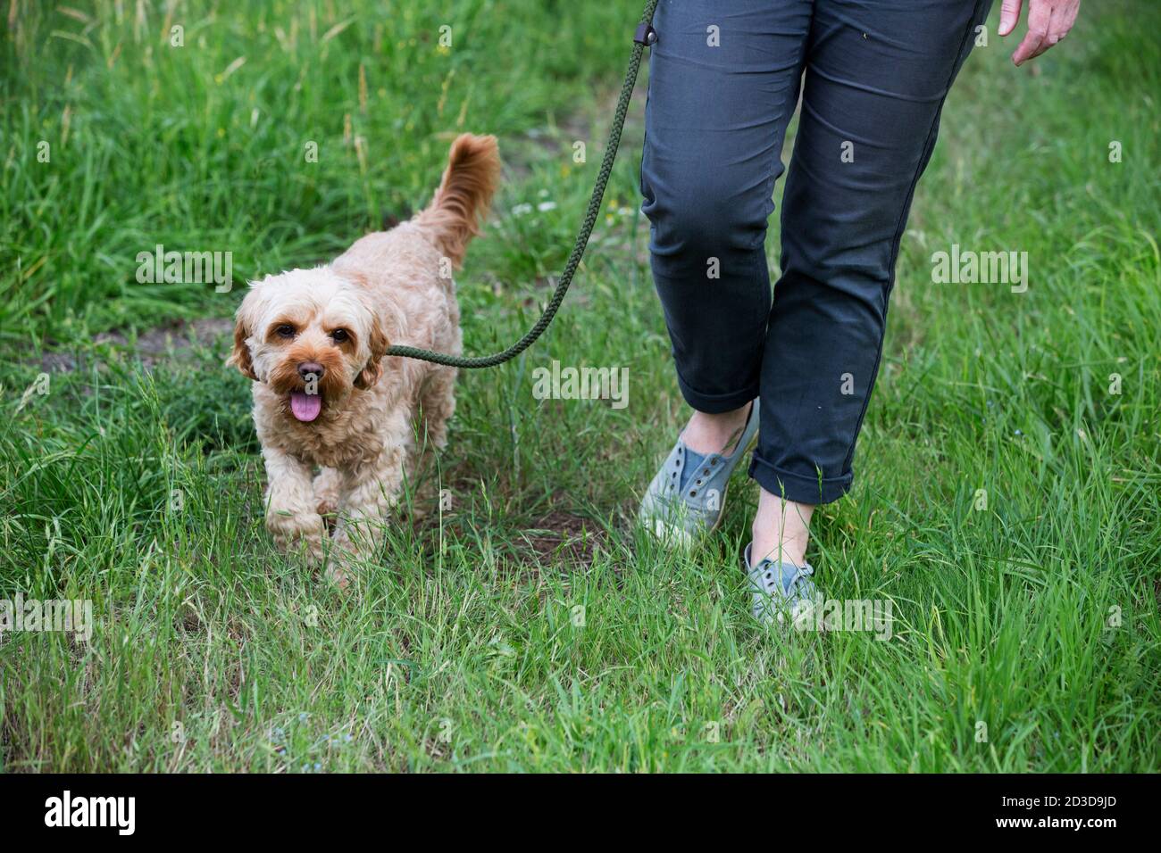 Woman walking in meadow with fawn coated young Cavapoo Stock Photo - Alamy