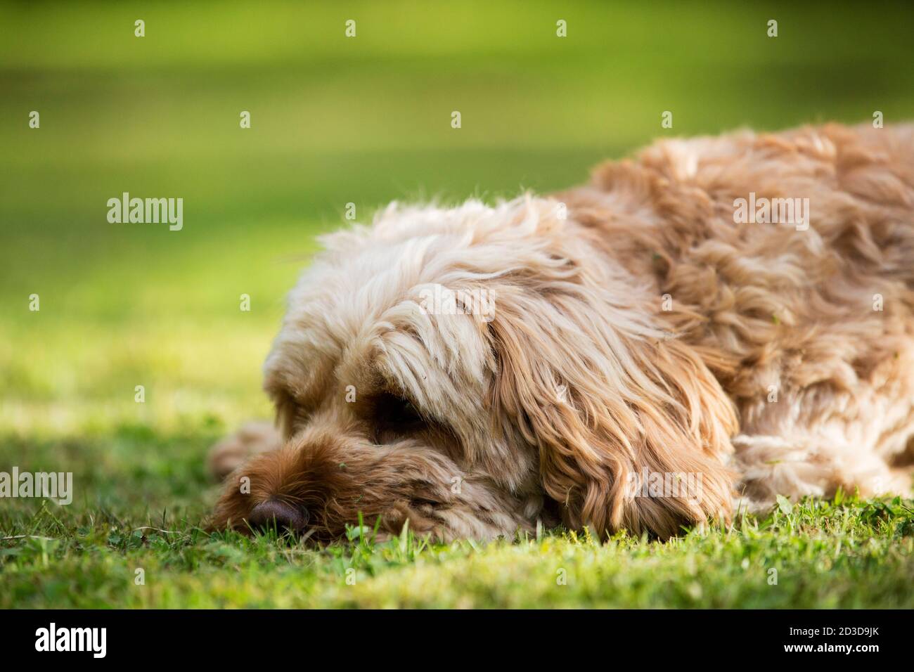 Portrait of a fawn coated young Cavapoo lying on a lawn Stock Photo - Alamy