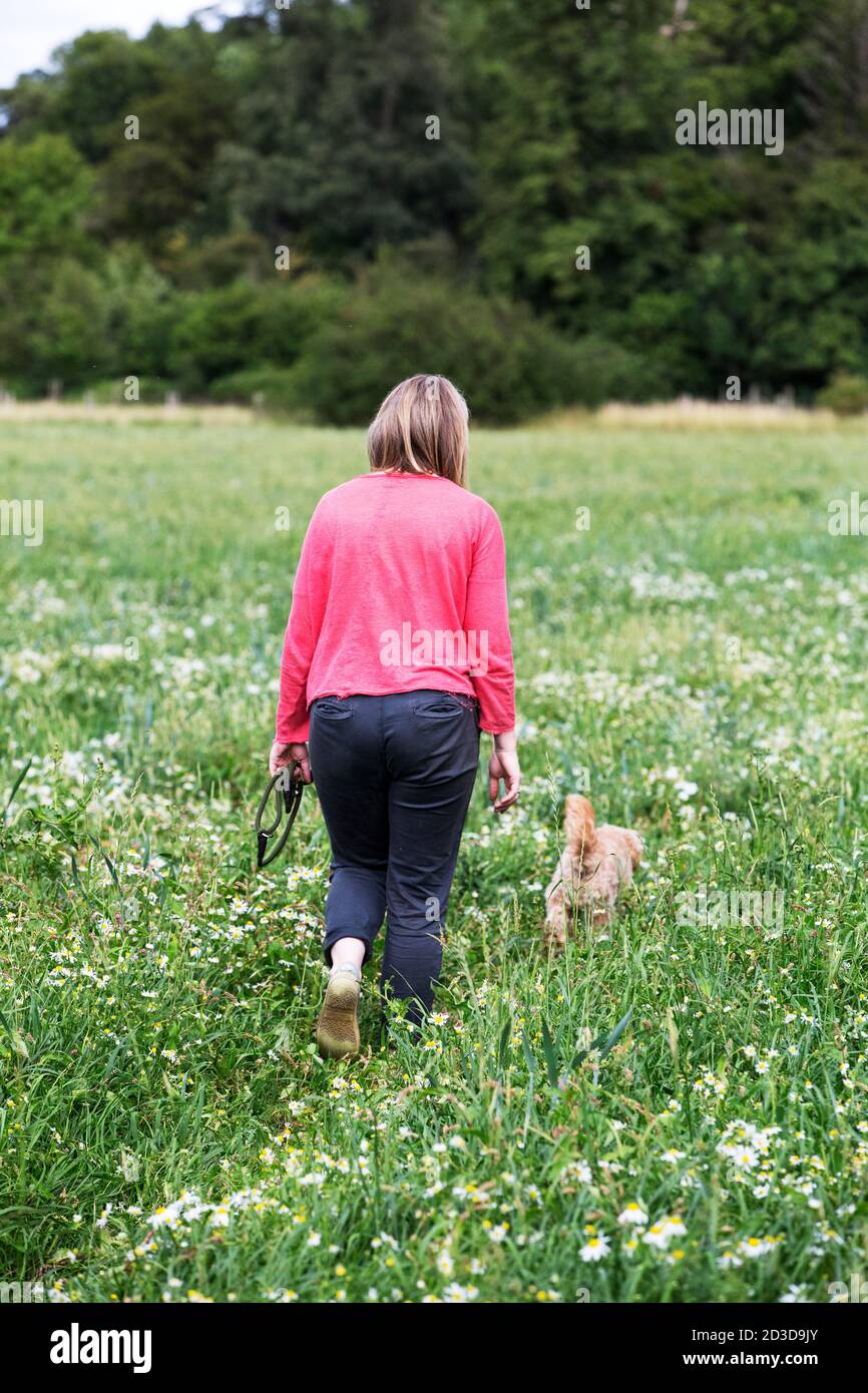 Woman walking in meadow with fawn coated young Cavapoo Stock Photo - Alamy