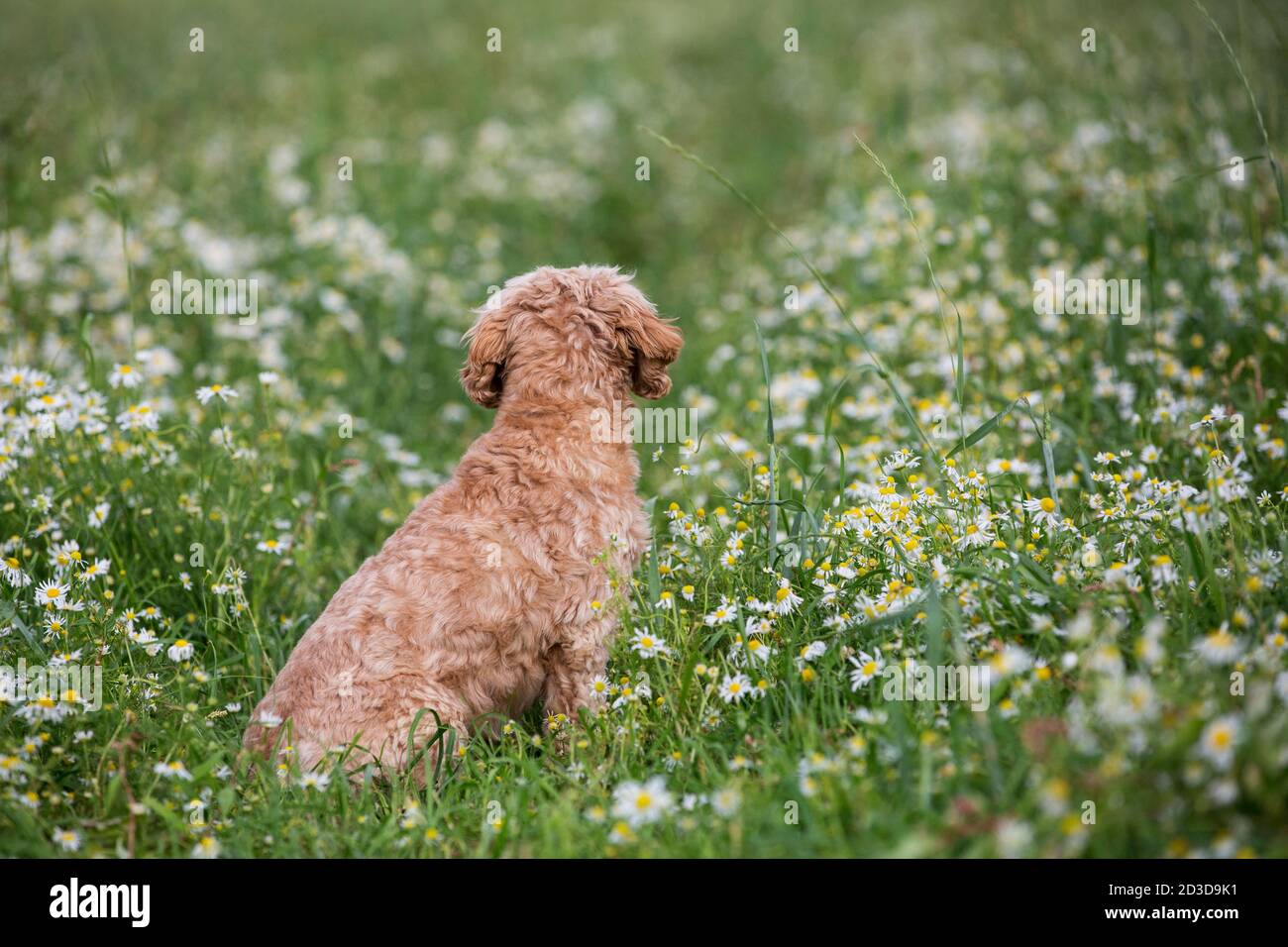 Portrait of a fawn coated young Cavapoo sitting in a meadow Stock Photo ...