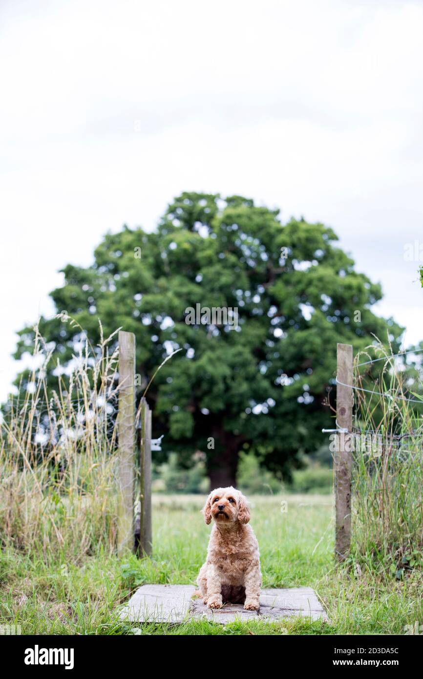 Portrait of fawn coated young Cavapoo sitting near gate in a meadow ...