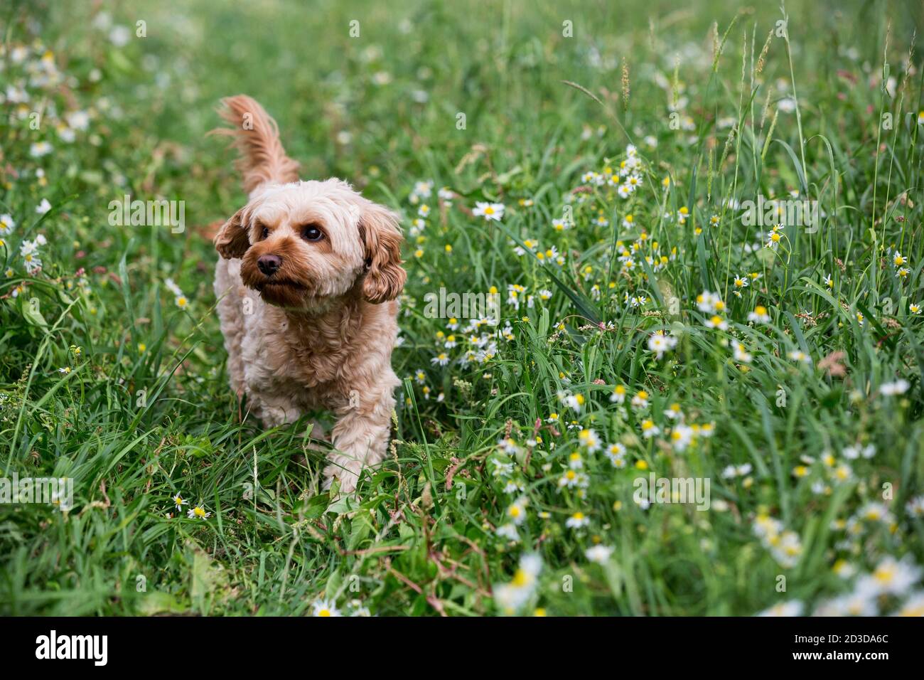 Cavadoodle hi-res stock photography and images - Alamy
