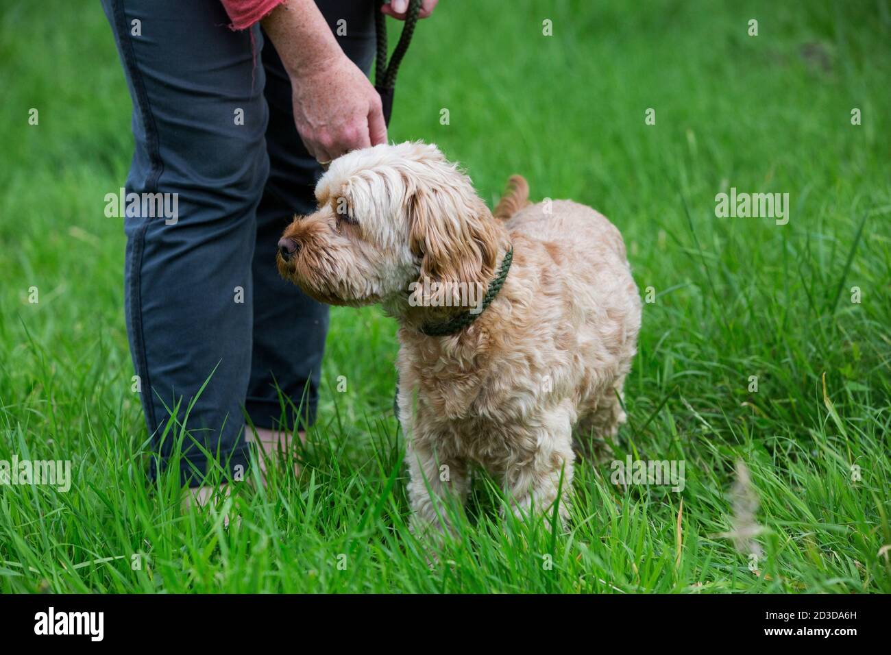 Are Cavapoos Tails Docked