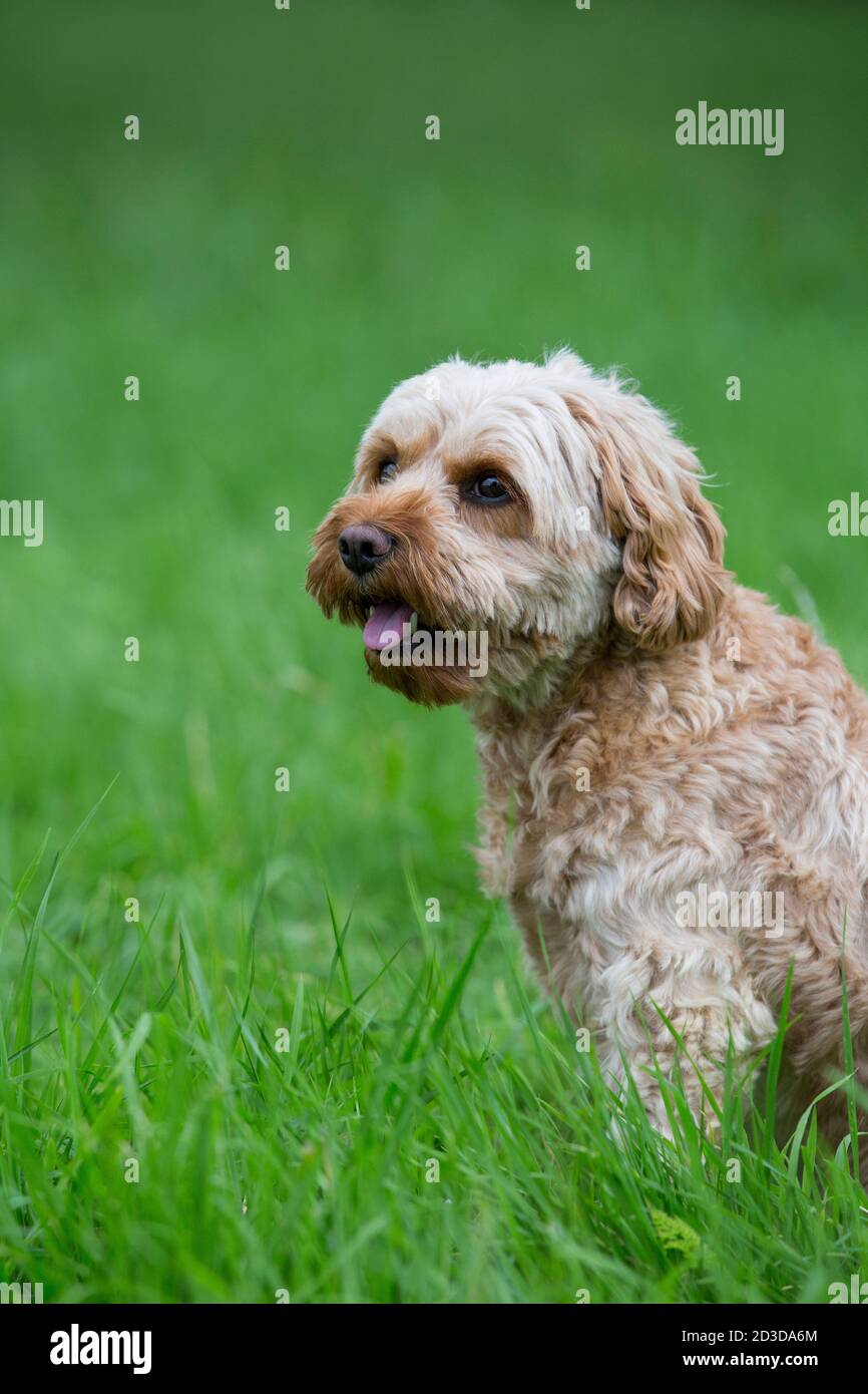 Portrait of a fawn coated young Cavapoo sitting in grass Stock Photo ...