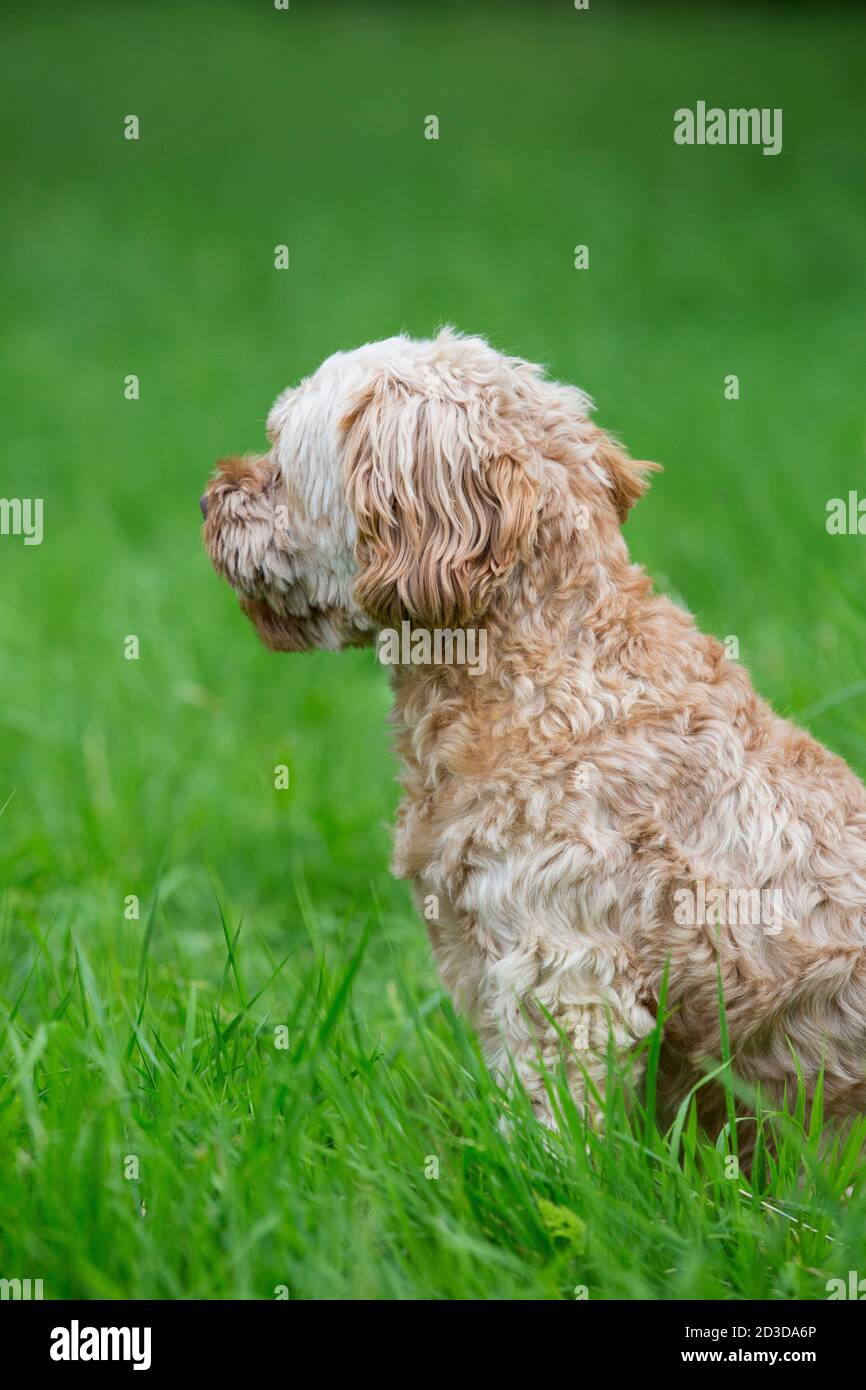 Cavoodle hi-res stock photography and images - Alamy