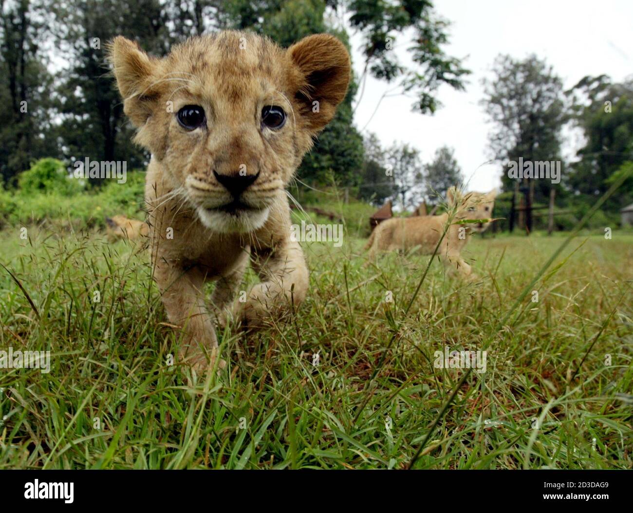 Lion africa alive hi-res stock photography and images - Alamy