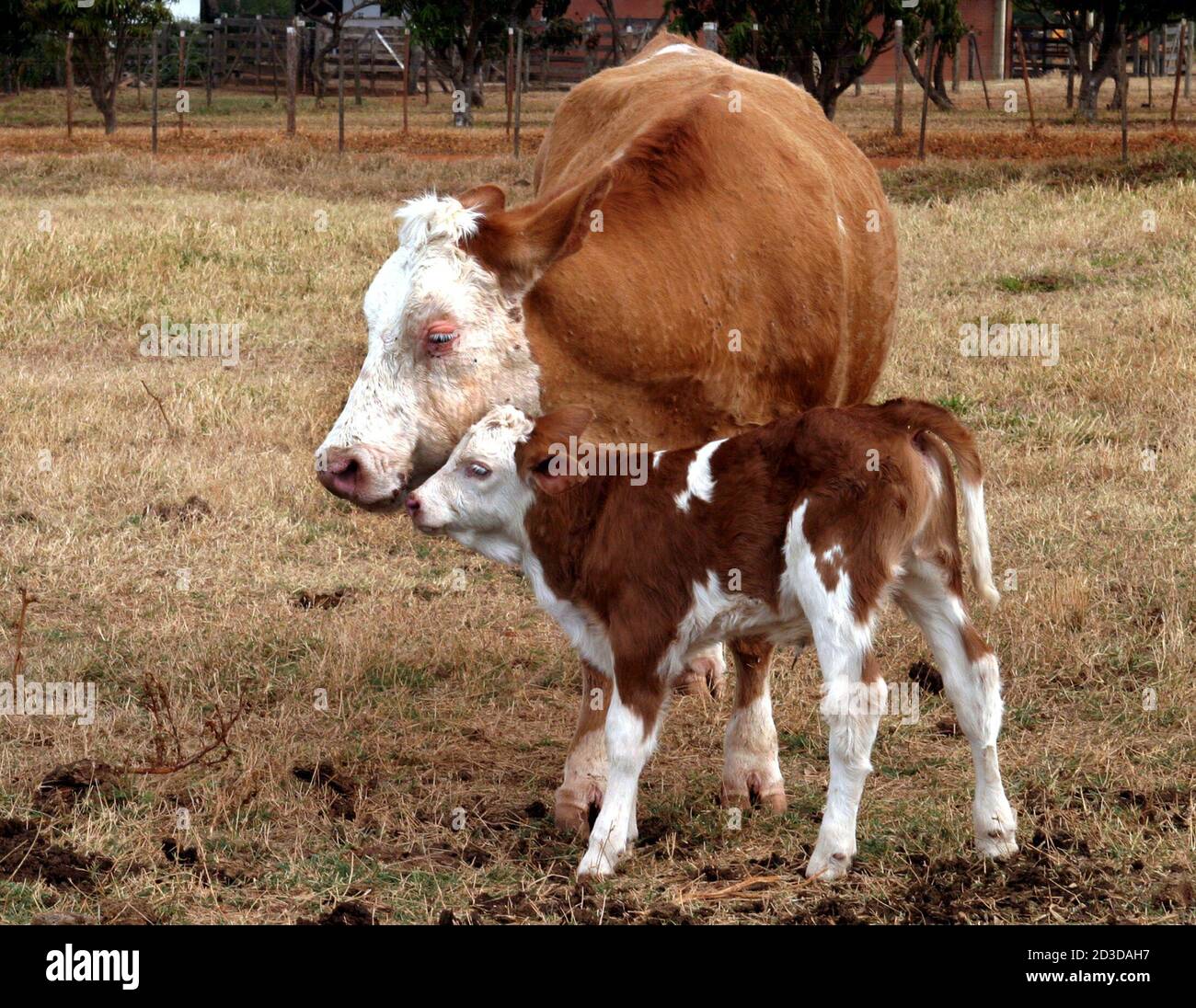 Cloned cow hi-res stock photography and images - Alamy